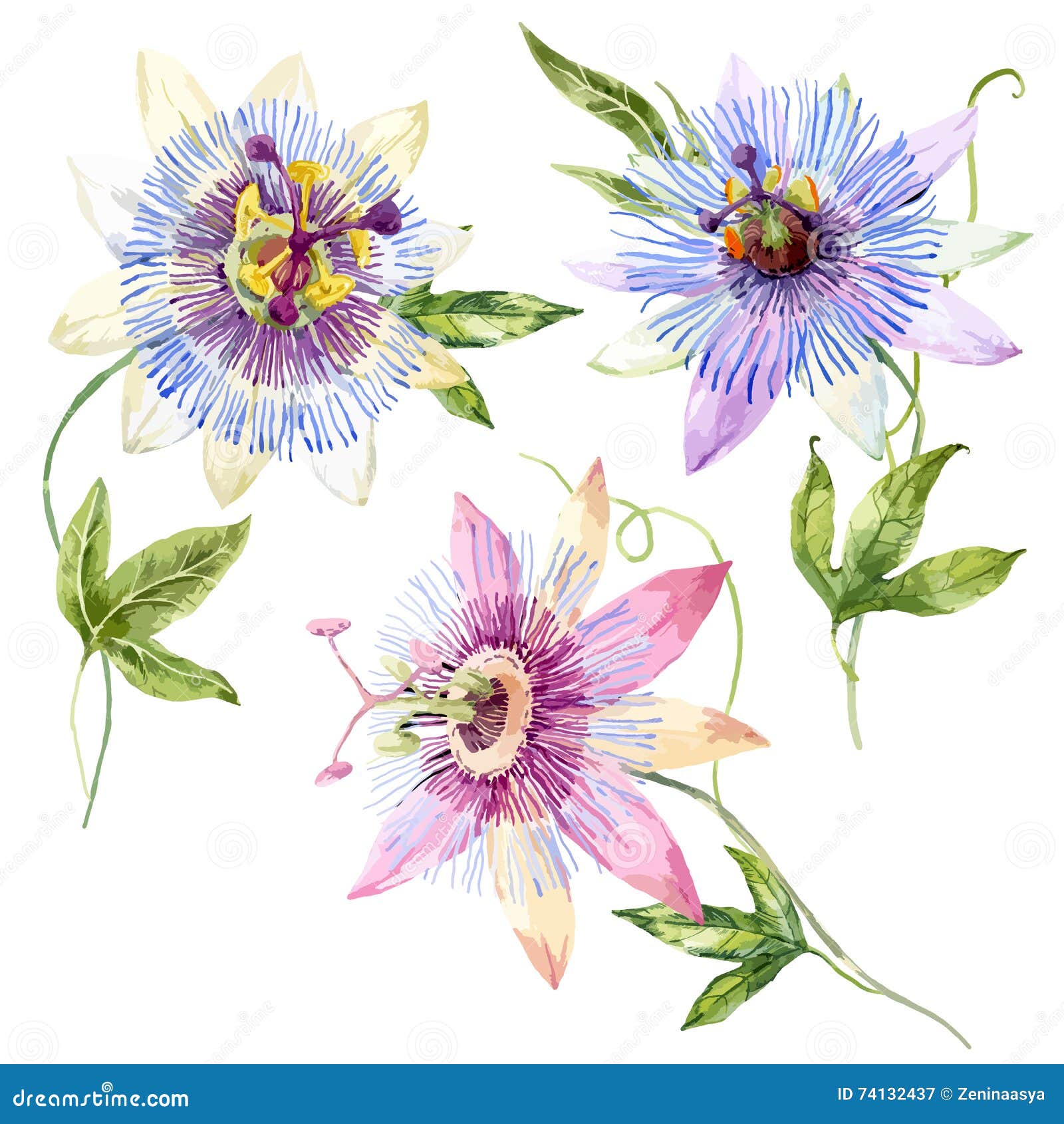 Passion Flower Plant Illustration Isolated On White. Blue Tropical ...