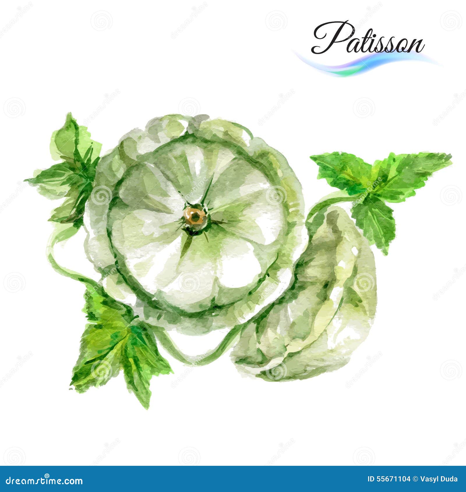 Watercolor patisson stock vector. Illustration of healthy - 55671104
