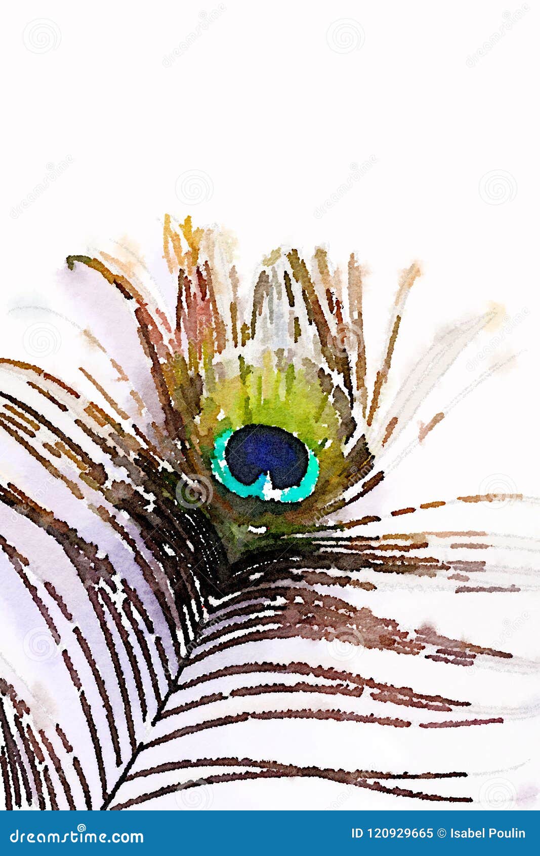 Watercolor of a Peacock Feather Stock Illustration - Illustration of ...