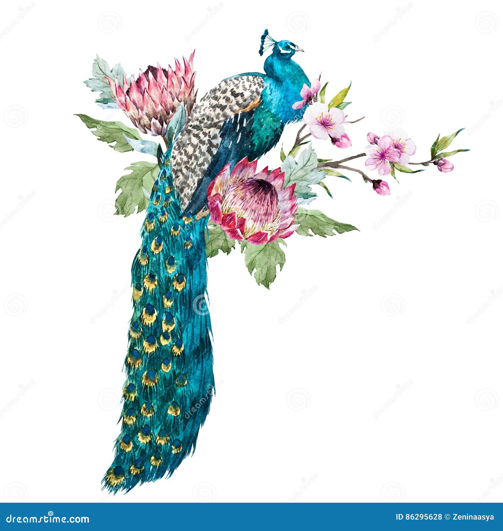 Peacock Watercolor Drawing On White Background.Watercolor Illustration ...