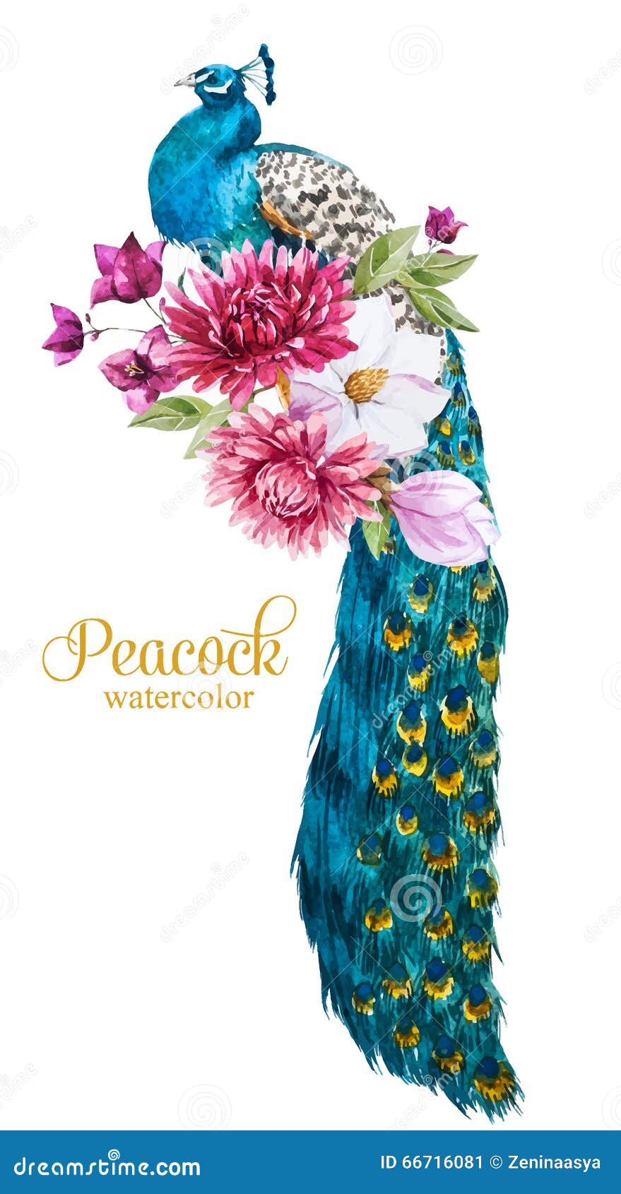 Watercolor Peacock With Flowers Stock Vector Illustration Of