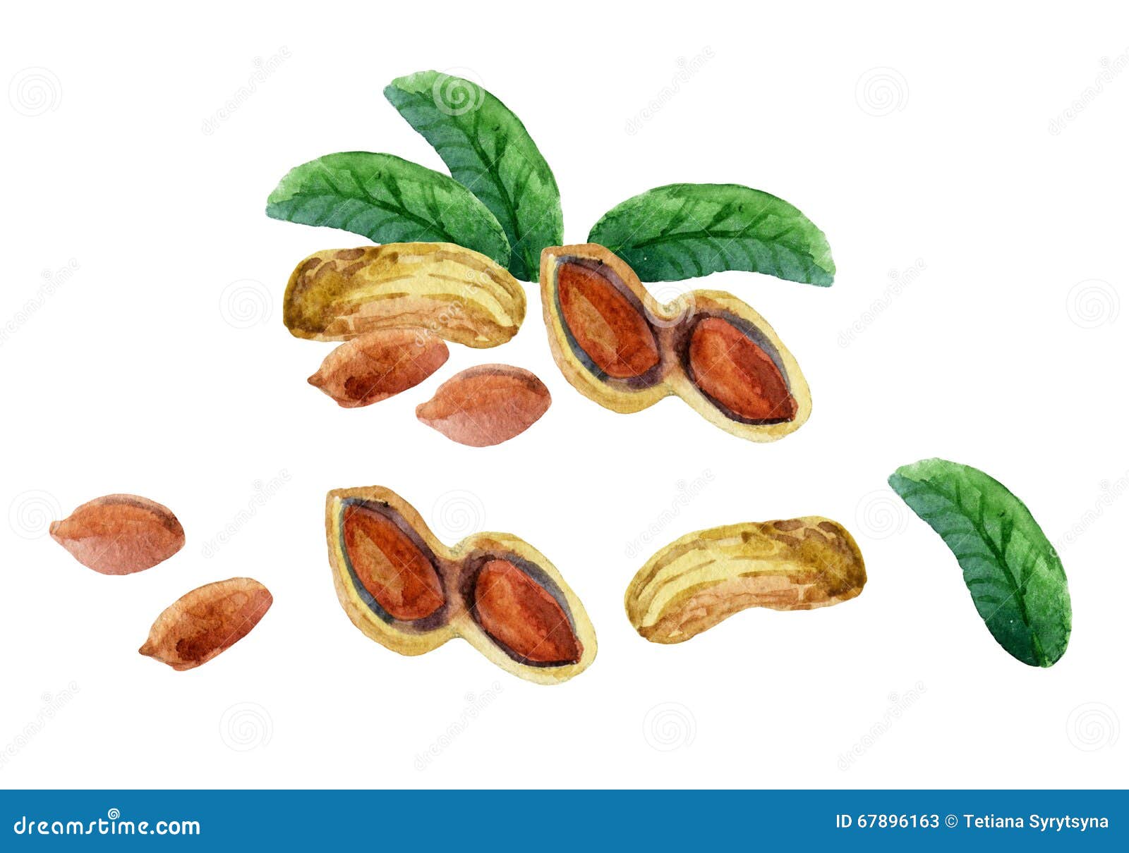 Watercolor peanut stock illustration. Illustration of acorn - 67896163