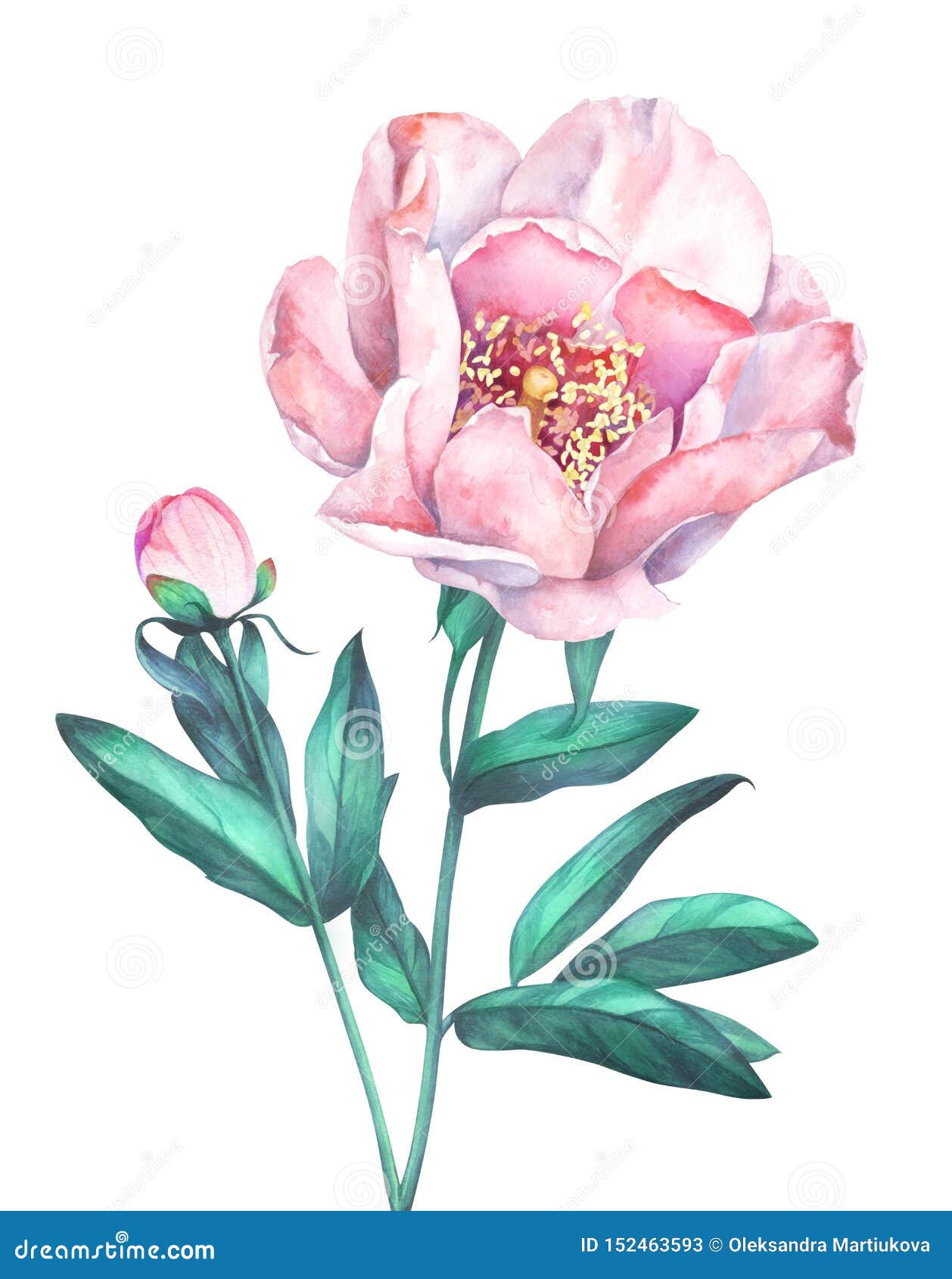 Watercolor Peonies Isolated on White Background Stock Illustration ...