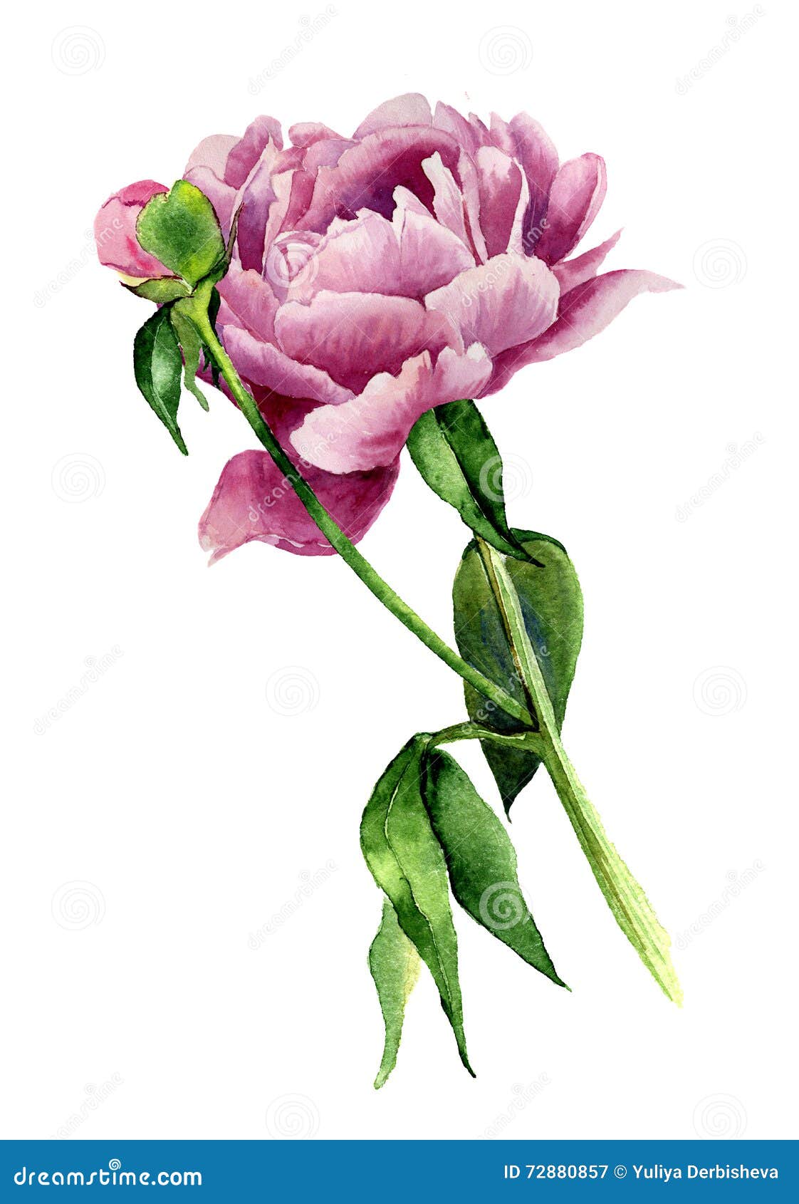 Watercolor Peony Flower Vintage Floral Illustration Isolated On White