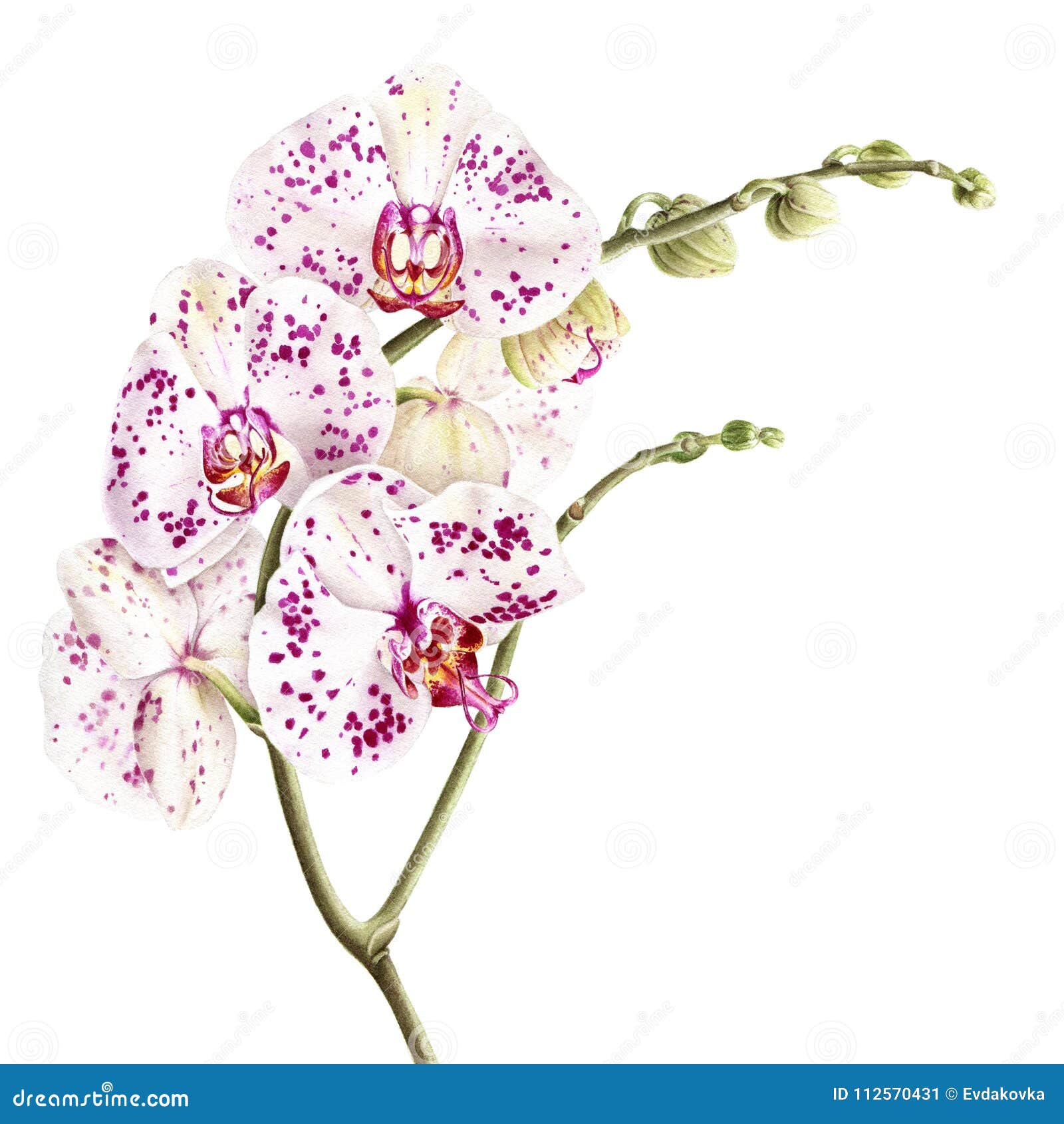 Watercolor Phalaenopsis Orchid Branch Isolated On White Background