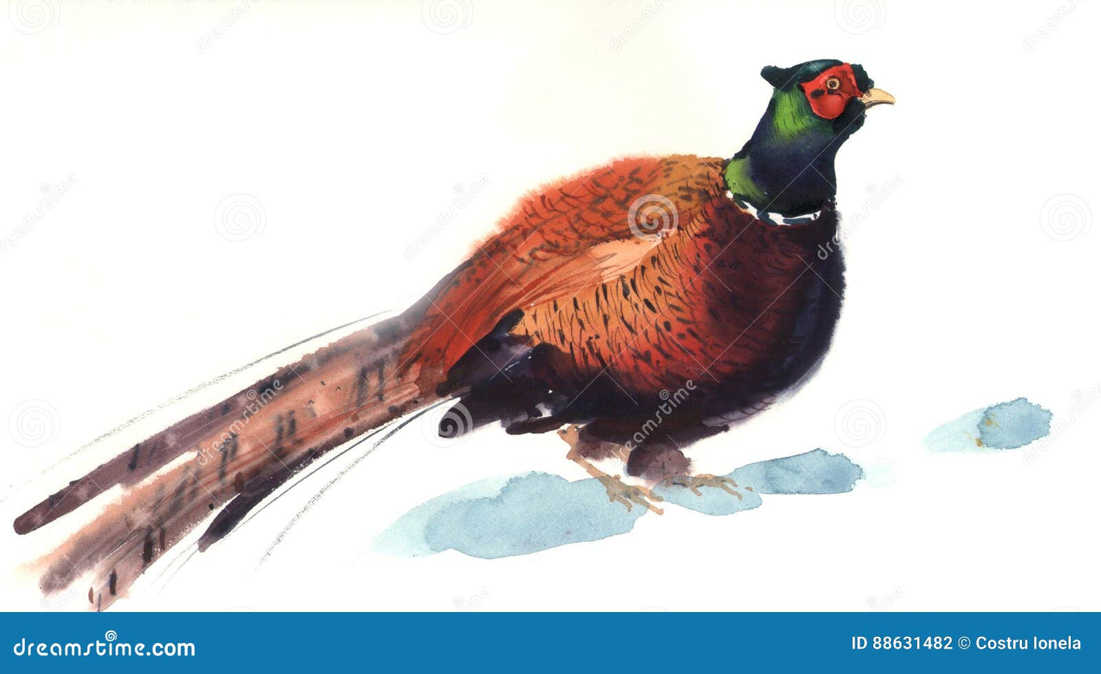 Pheasant. Pheasant Illustration Isolated On White Background Cartoon ...