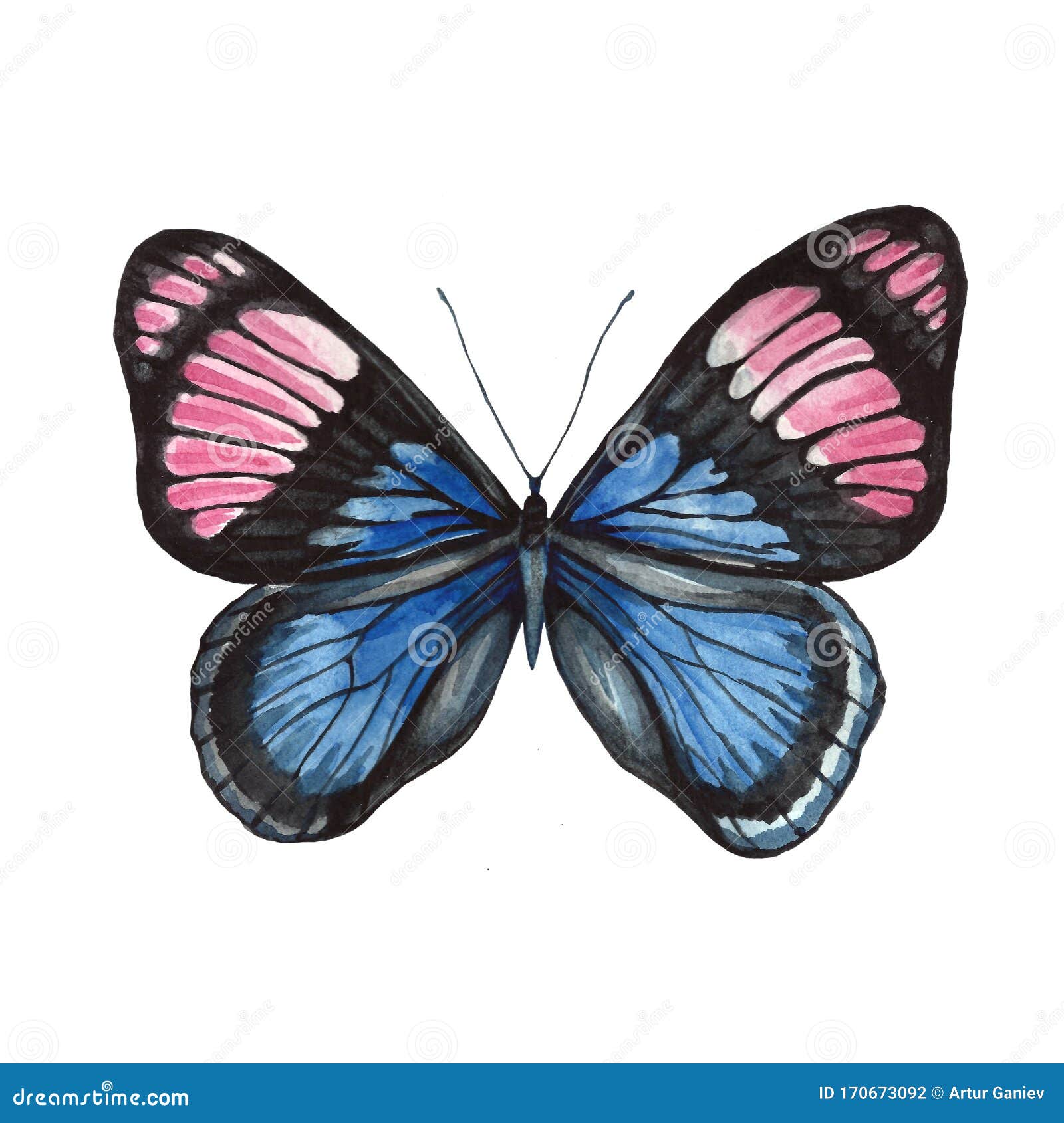 Pink And Blue Butterfly Pictures