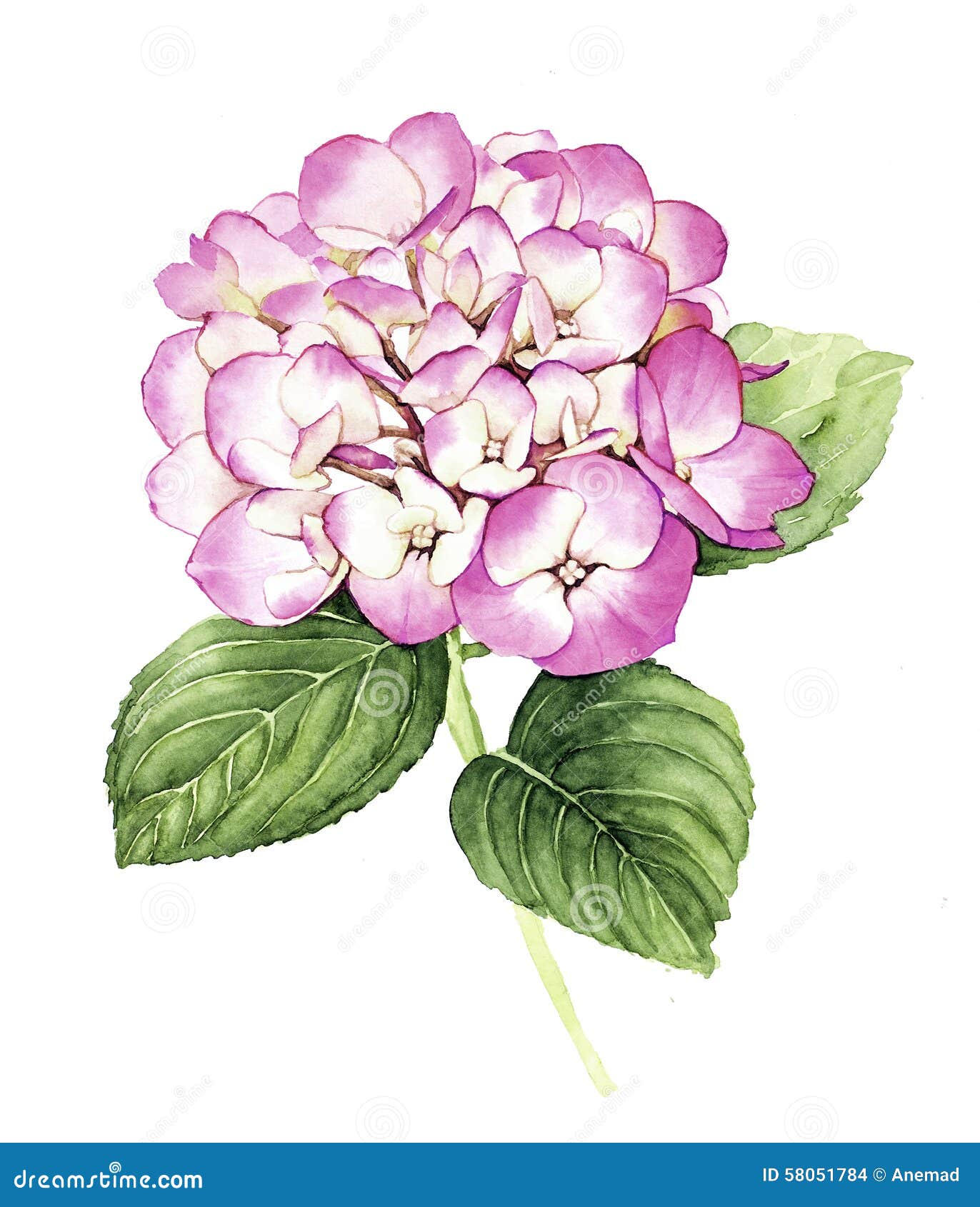 Watercolor Pink Hydrangea Flower Stock Illustration - Illustration of ...