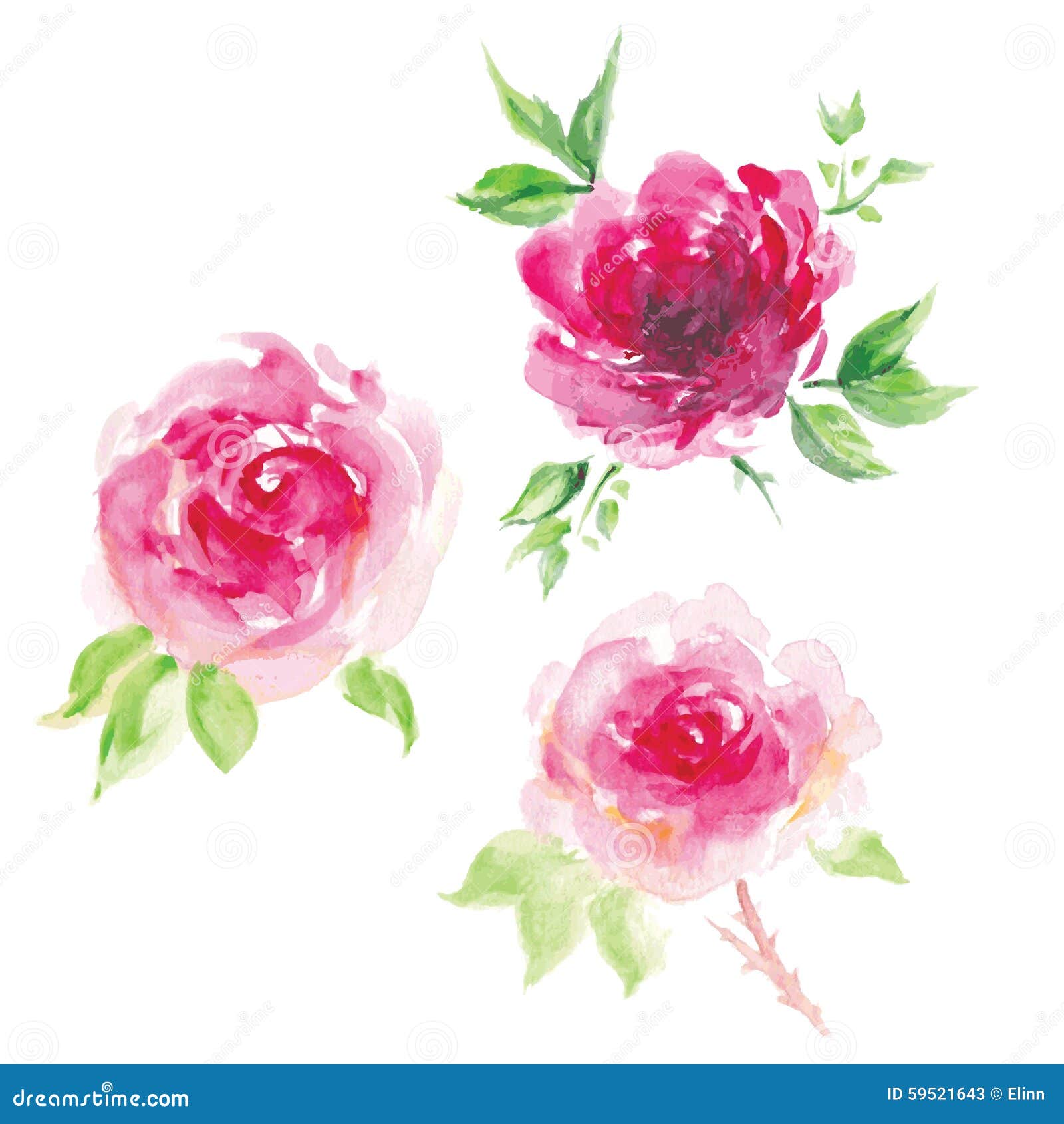 Watercolor pink rose set stock vector. Illustration of background ...