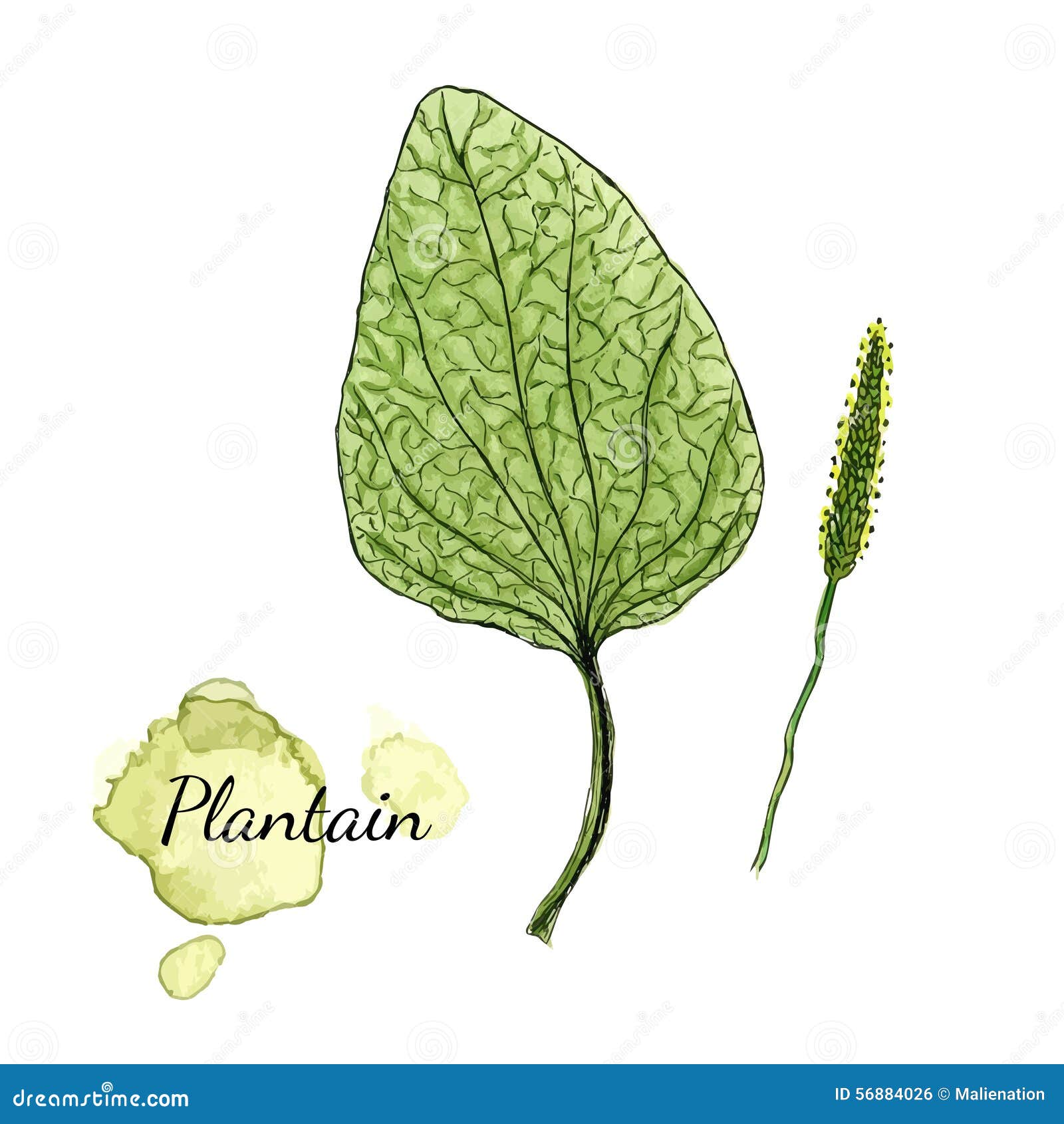 Watercolor Plantain. Medicinal Herb. Vector Illustration Stock Vector ...