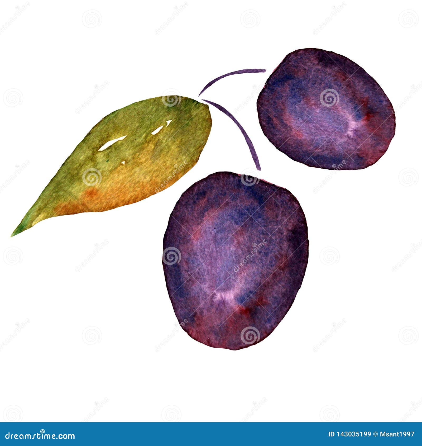 Two Plums Isolated On White. Vector | CartoonDealer.com #17590614