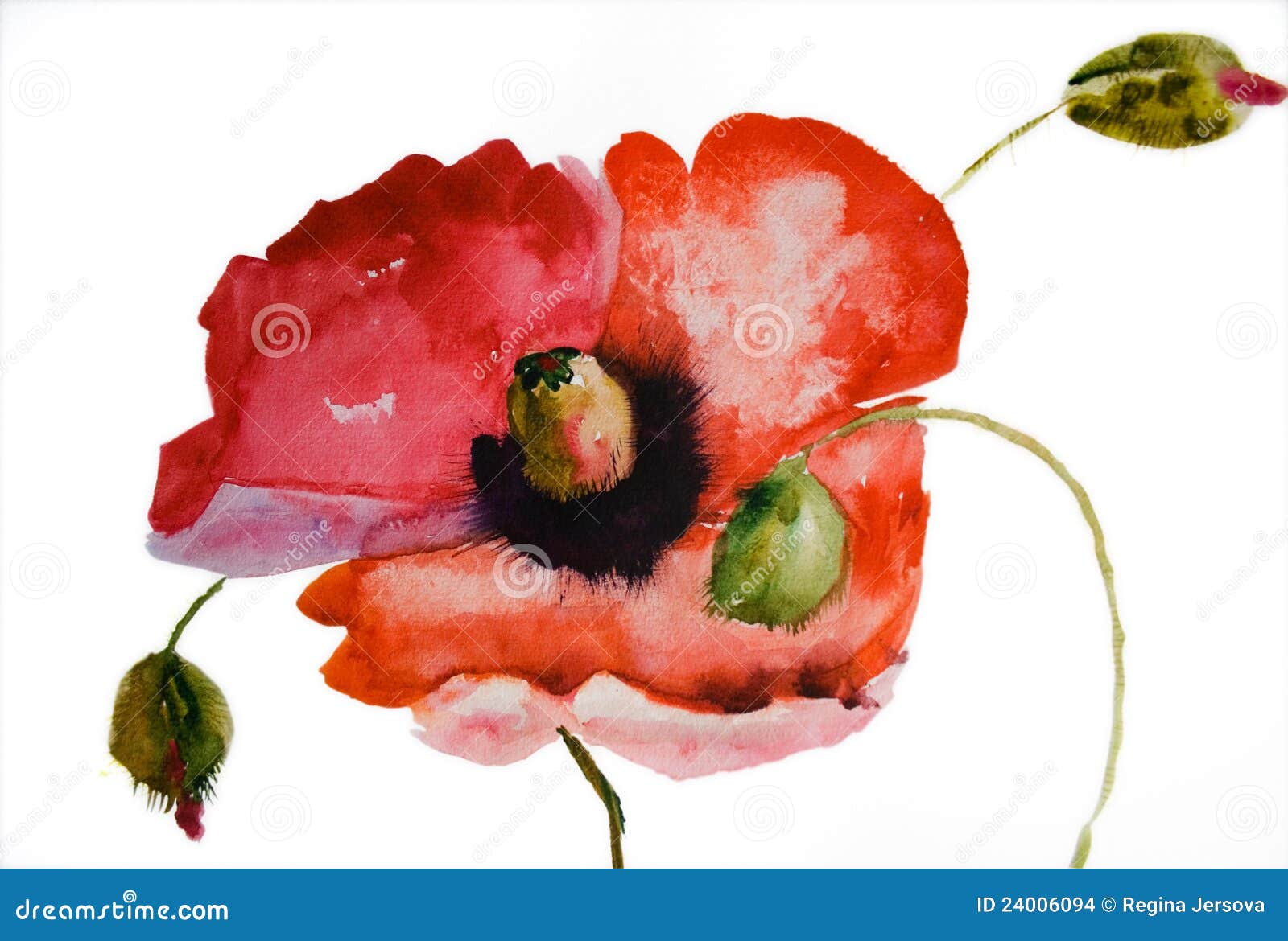 Watercolor Poppy flower stock illustration. Illustration of nature ...