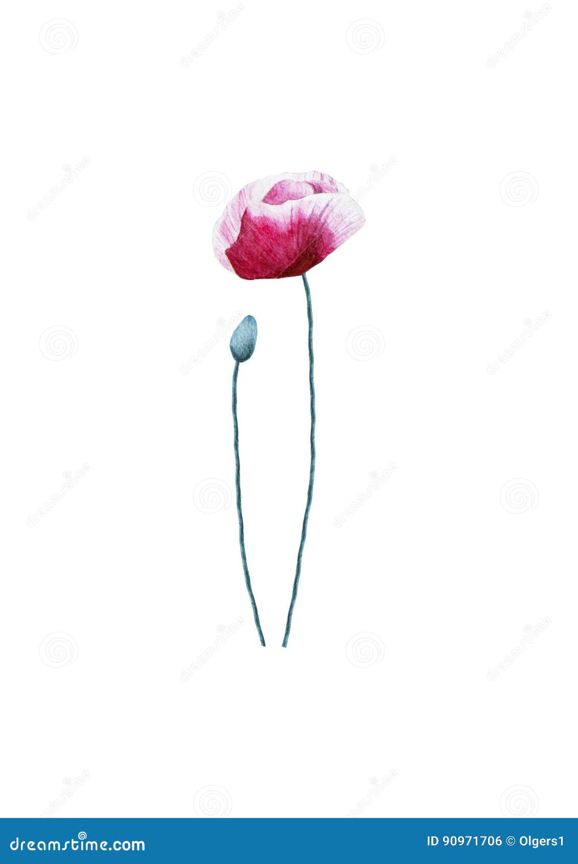 Watercolor Poppy Flower On White Background Stock Illustration