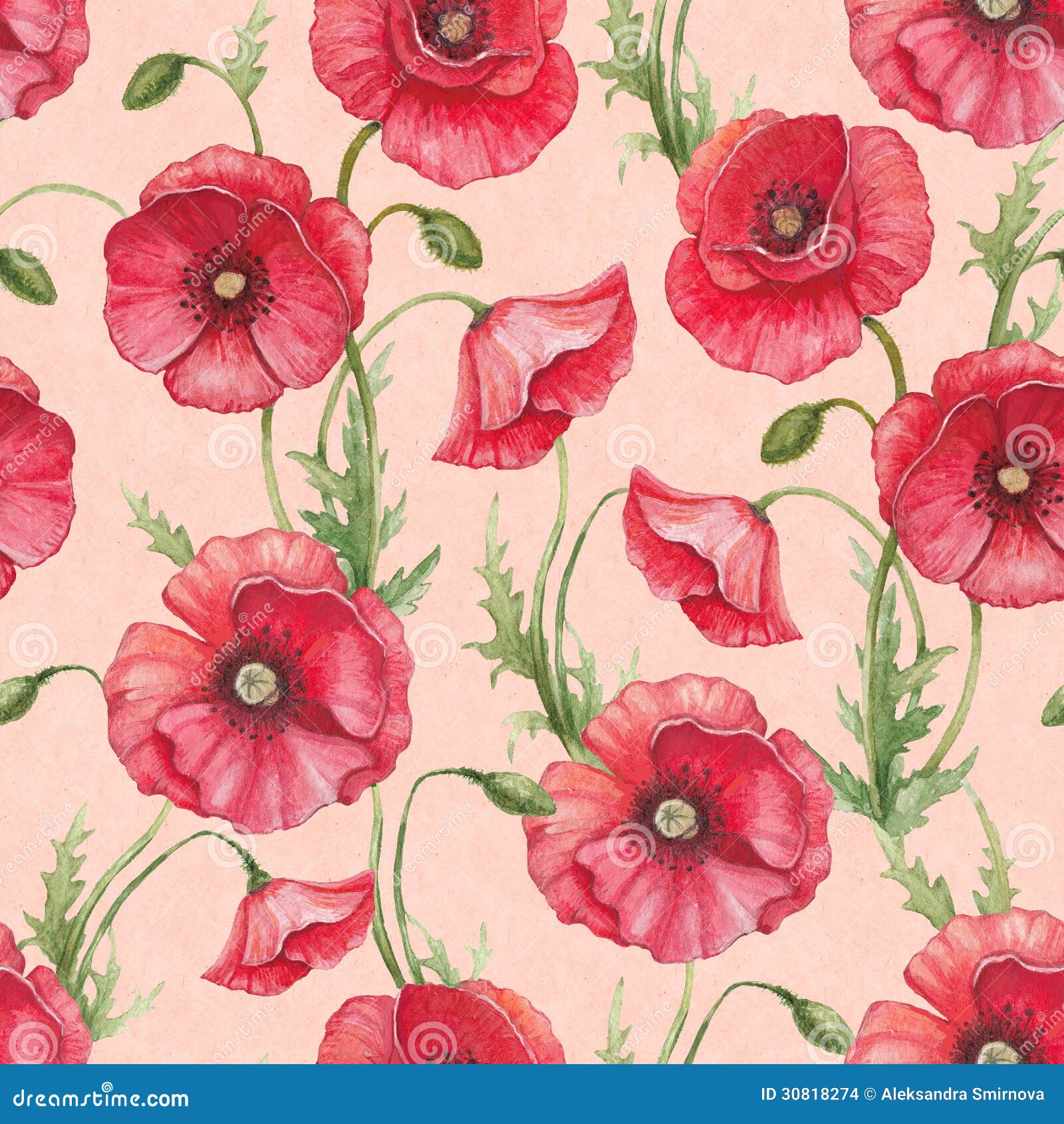 Watercolor Poppy Flower And Feather. Floral Watercolor Stock ...