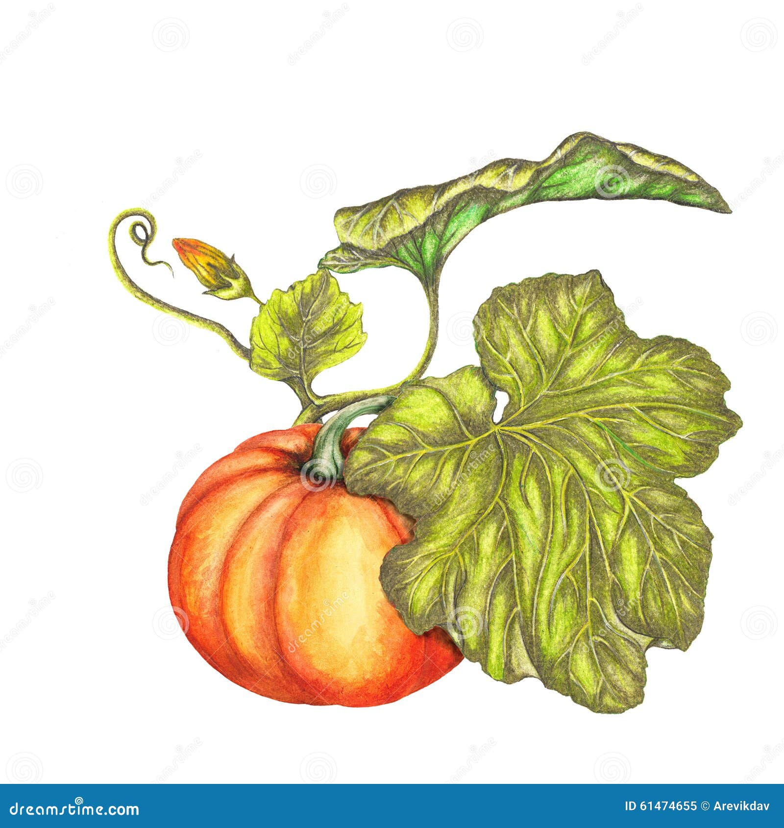 Watercolor pumpkin stock illustration. Illustration of agriculture ...