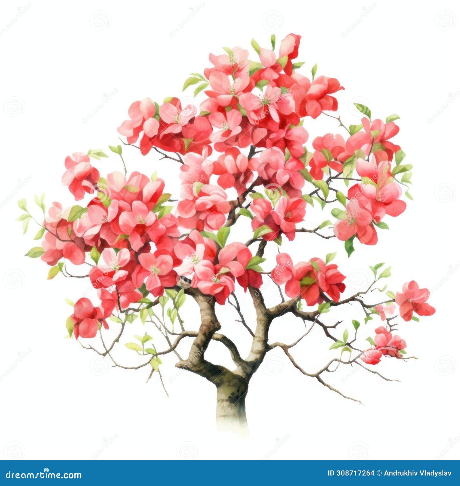 Watercolor - Quince Tree On A White Background Stock Photography ...