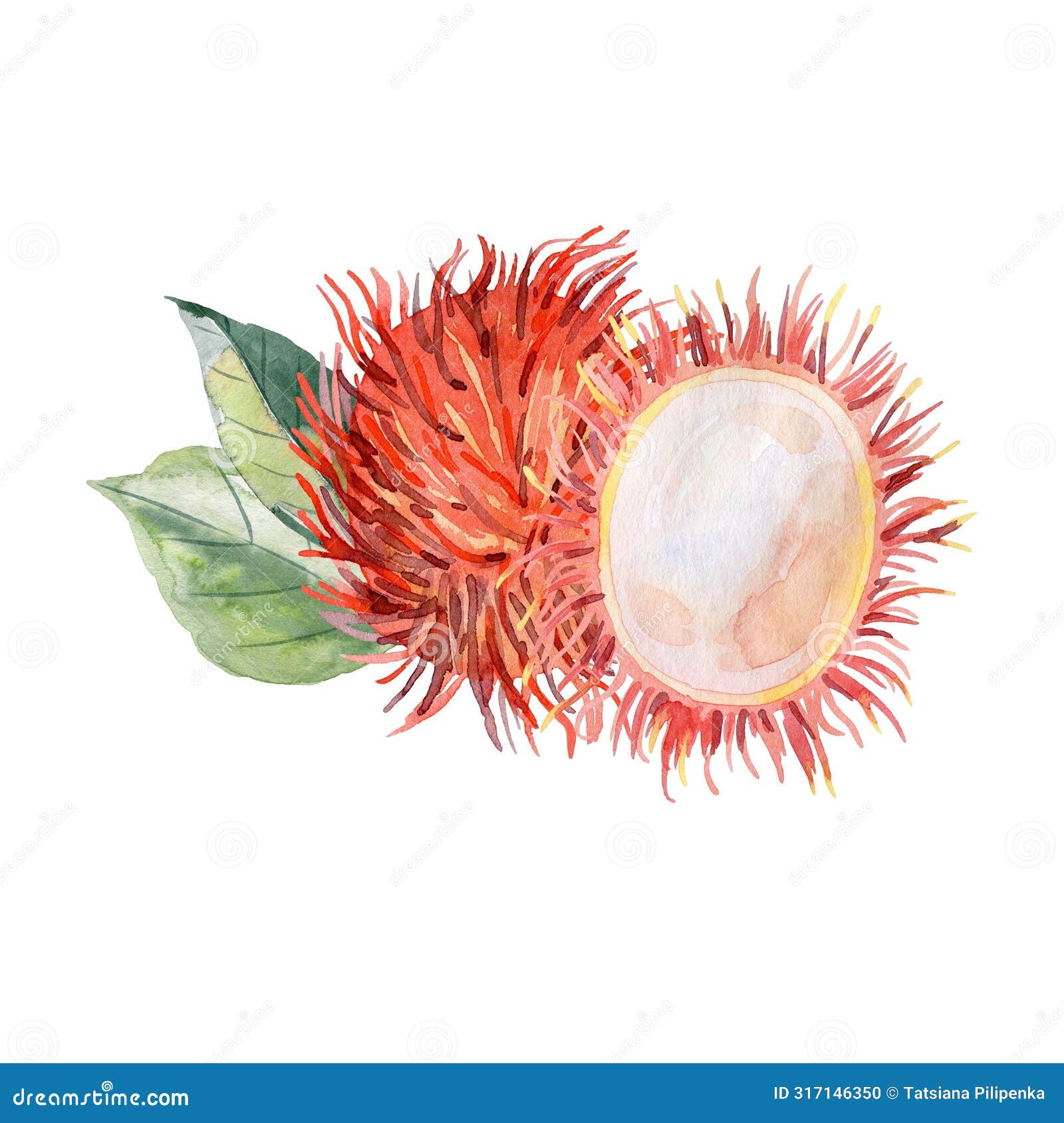 Watercolor rambutan. stock photo. Illustration of slice - 317146350