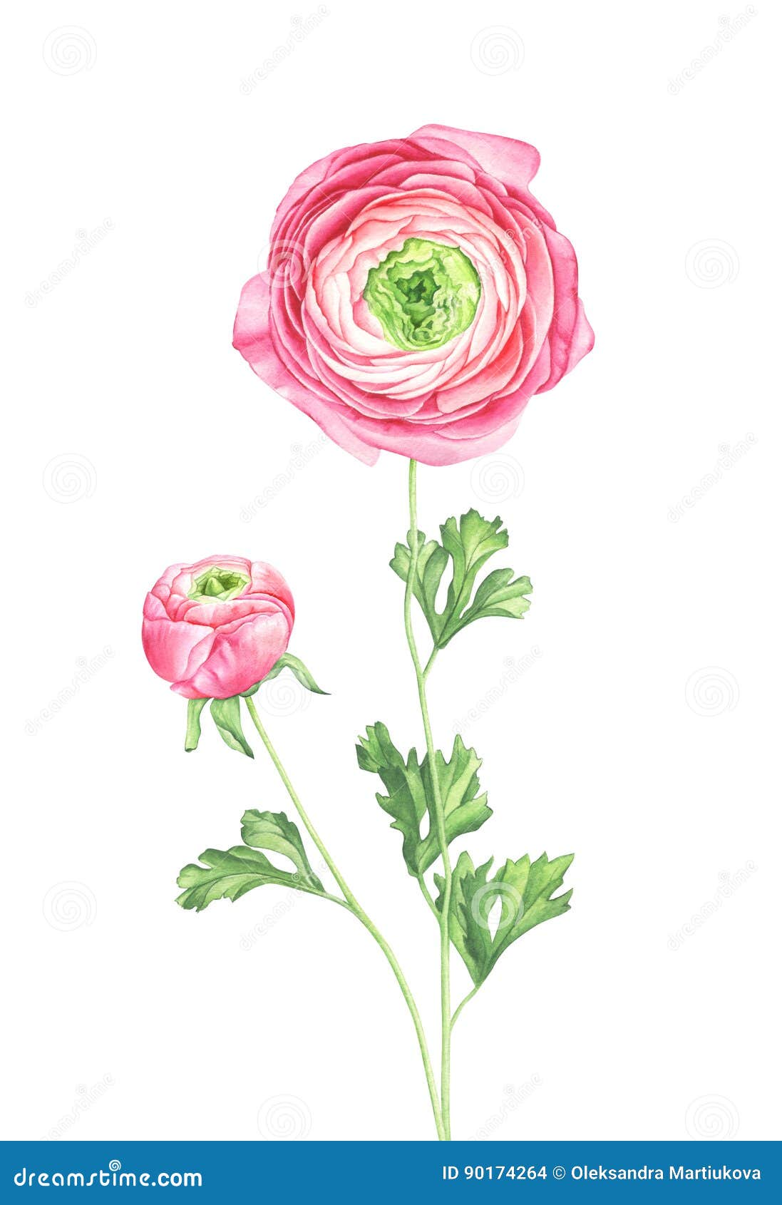 Ranunculus Watercolor