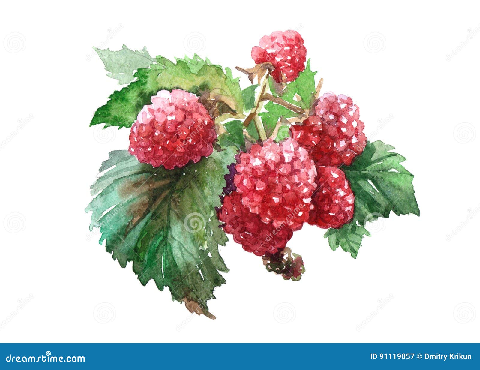 Watercolor Raspberry Logos Royalty-Free Illustration | CartoonDealer ...