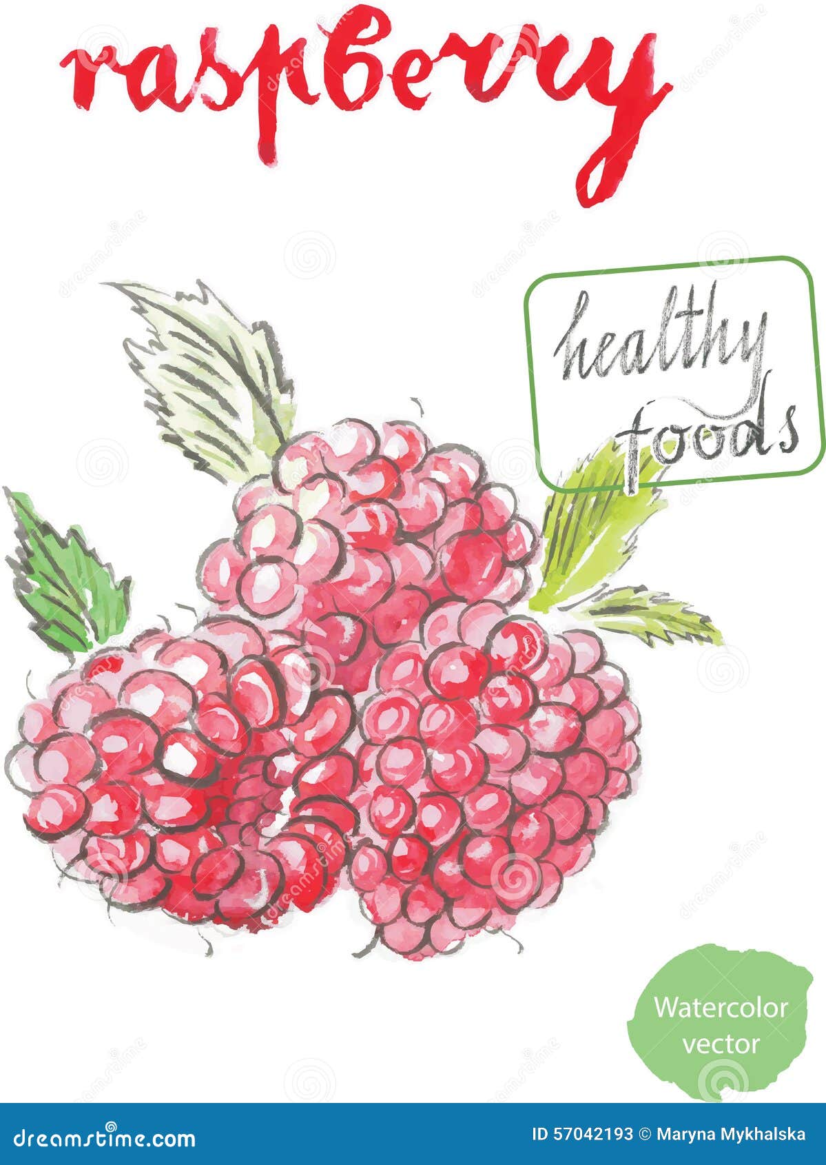 Watercolor raspberry stock vector. Illustration of leaf - 57042193