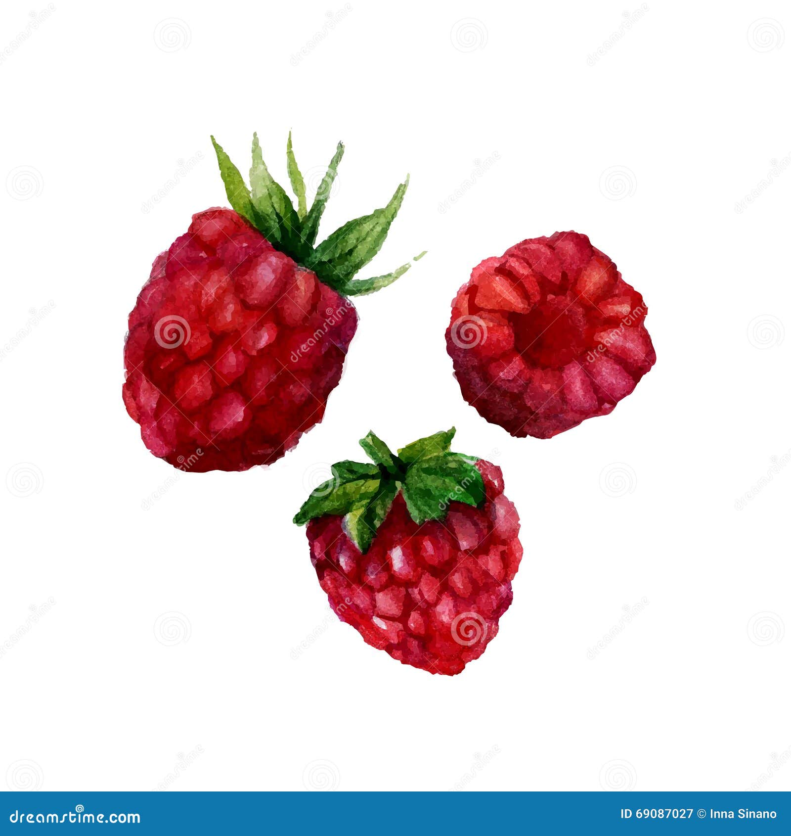 Watercolor Raspberry Isolated Stock Vector - Illustration of food ...