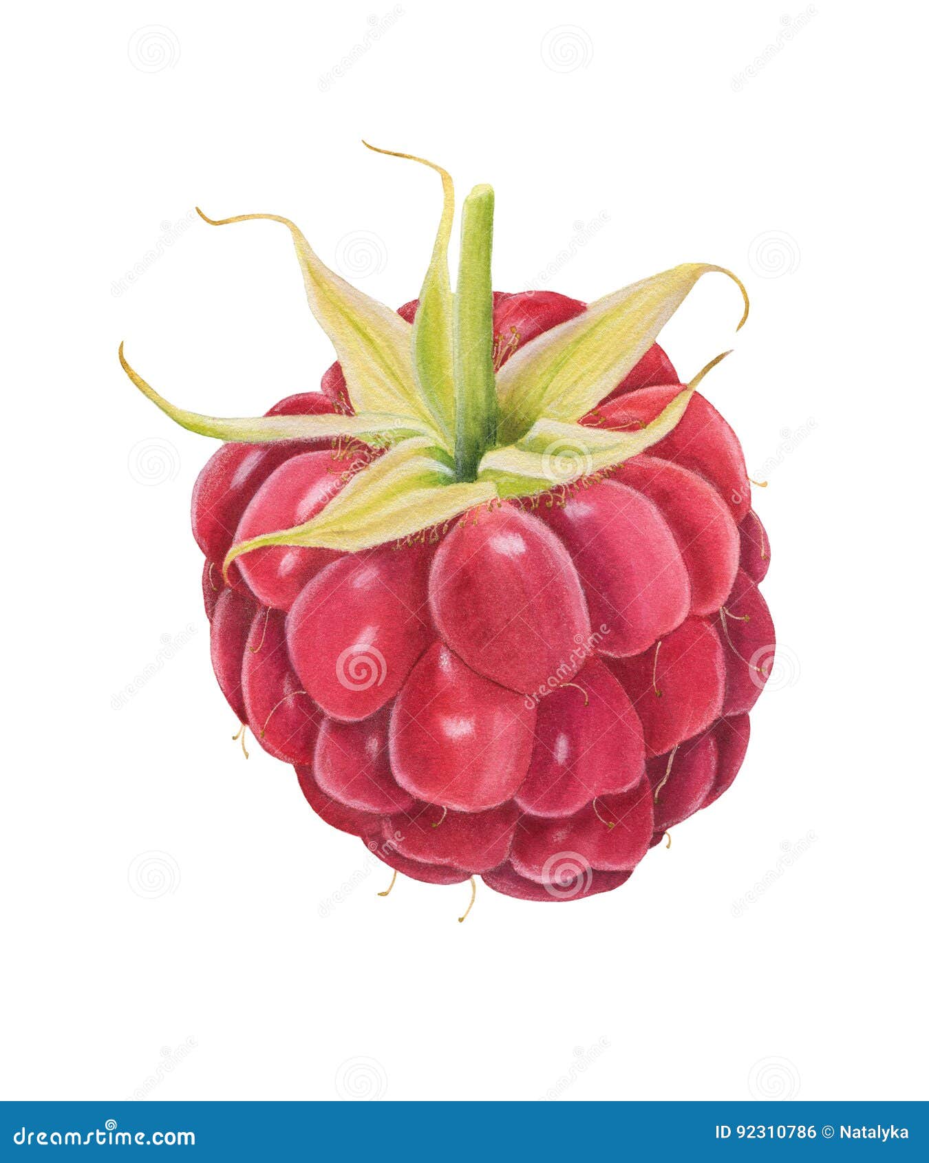 Watercolor Raspberry on White Background. Stock Illustration ...