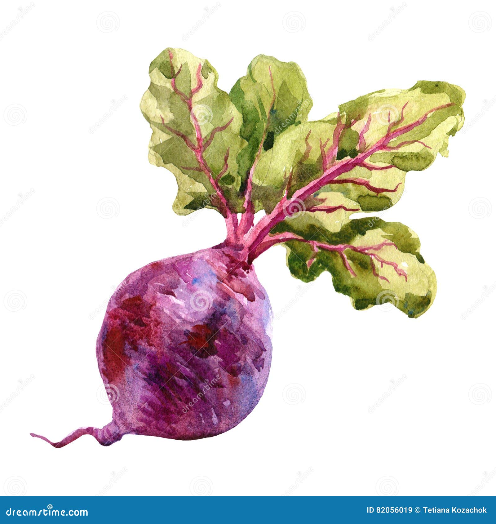 Watercolor Raster Illustration of Beet. Stock Illustration ...