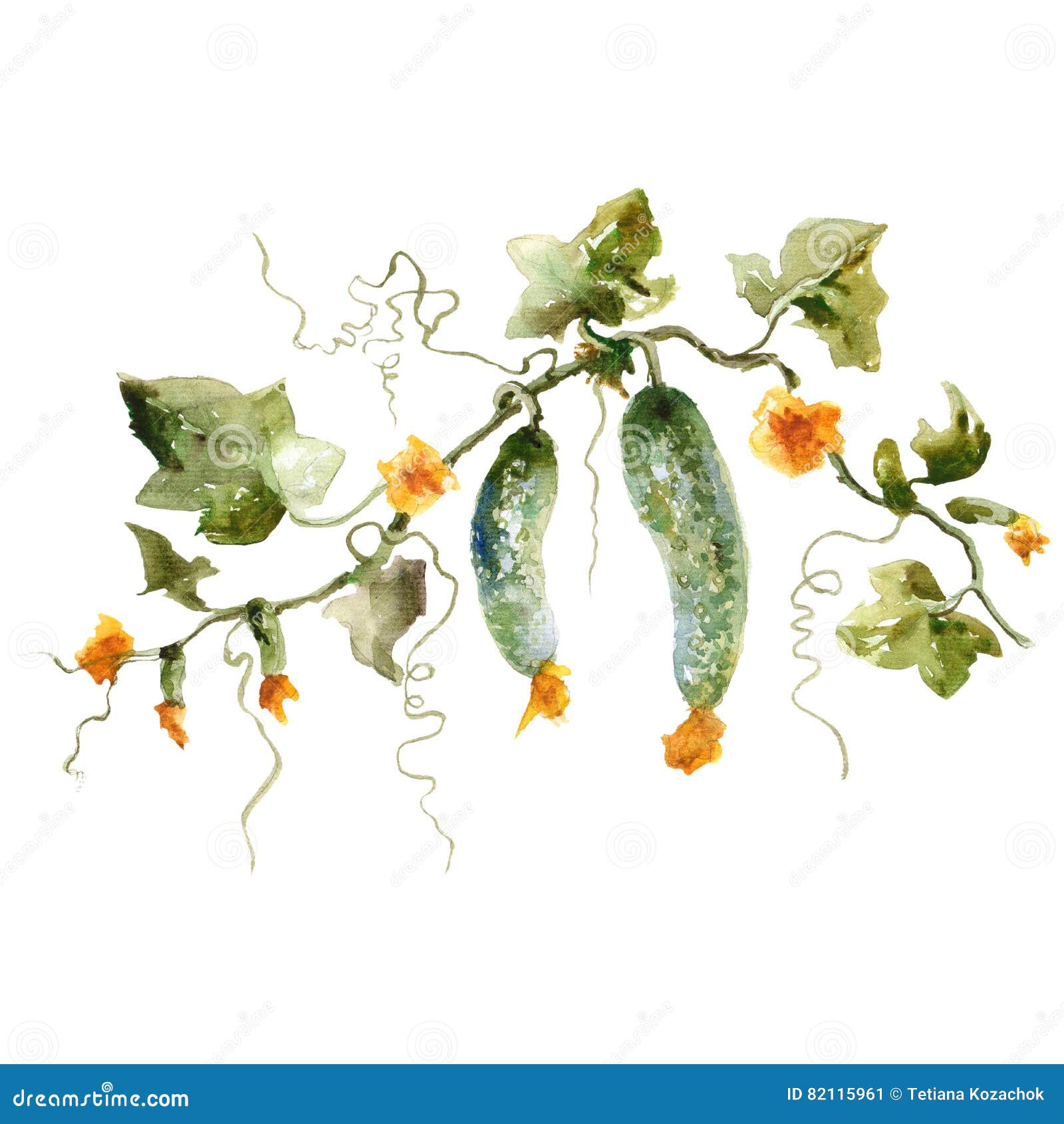 Watercolor Raster Illustration of Cucumber. Stock Illustration ...