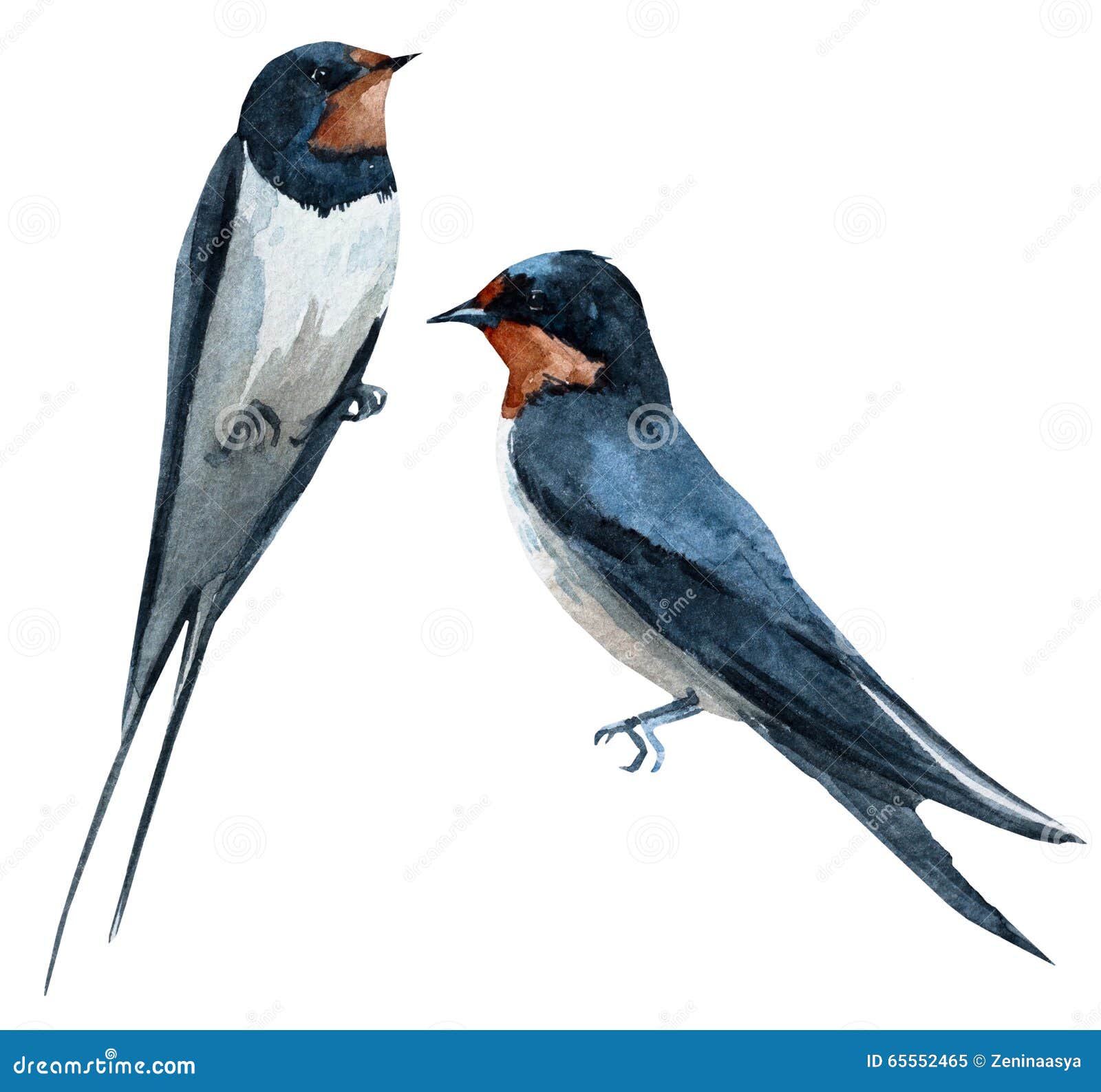 Swallow Bird Isolated On A White Background. Realistic Hirundo Rustica ...