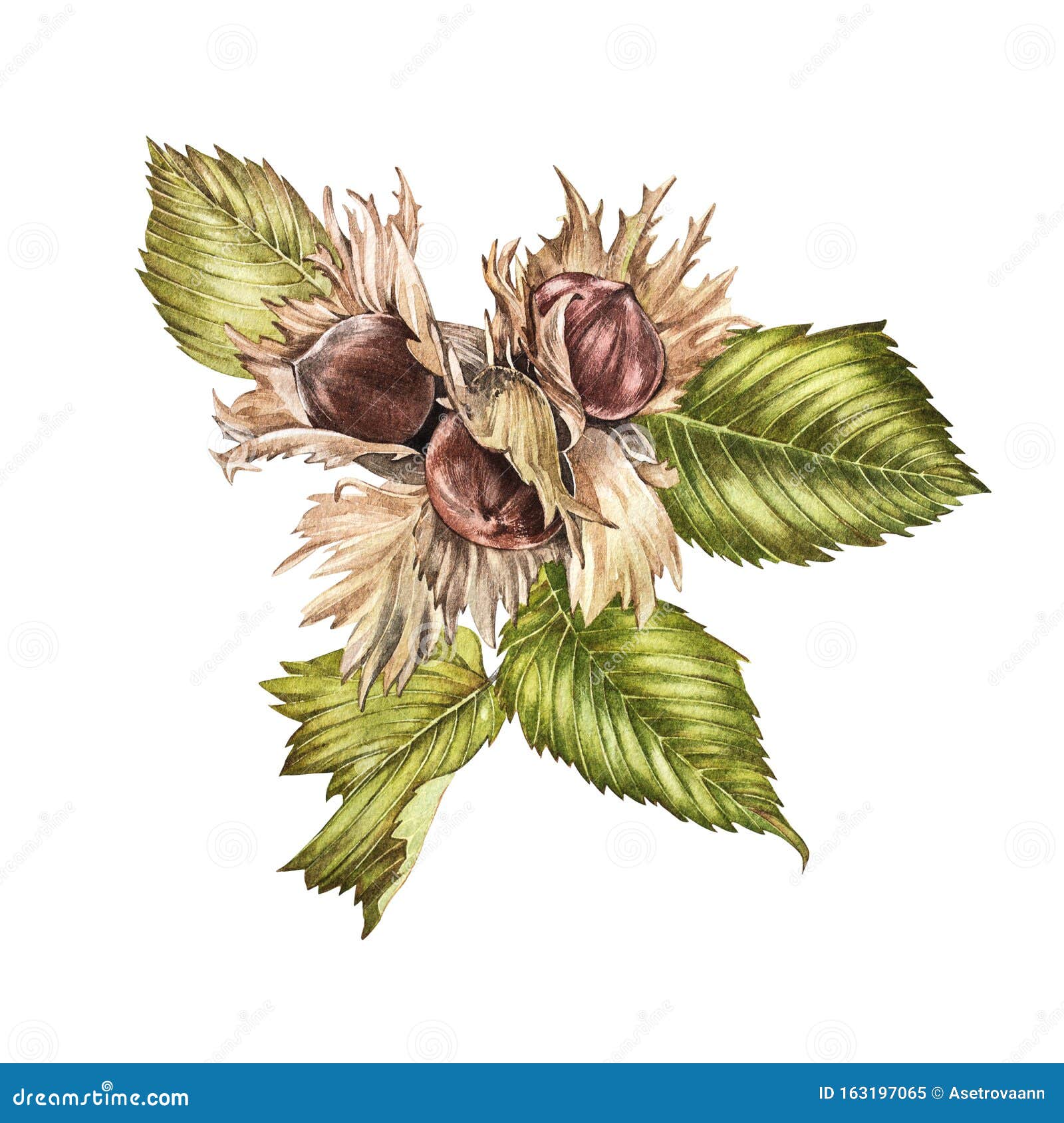 Watercolor Realistic Illustration of Hazelnuts. Set of Watercolor ...
