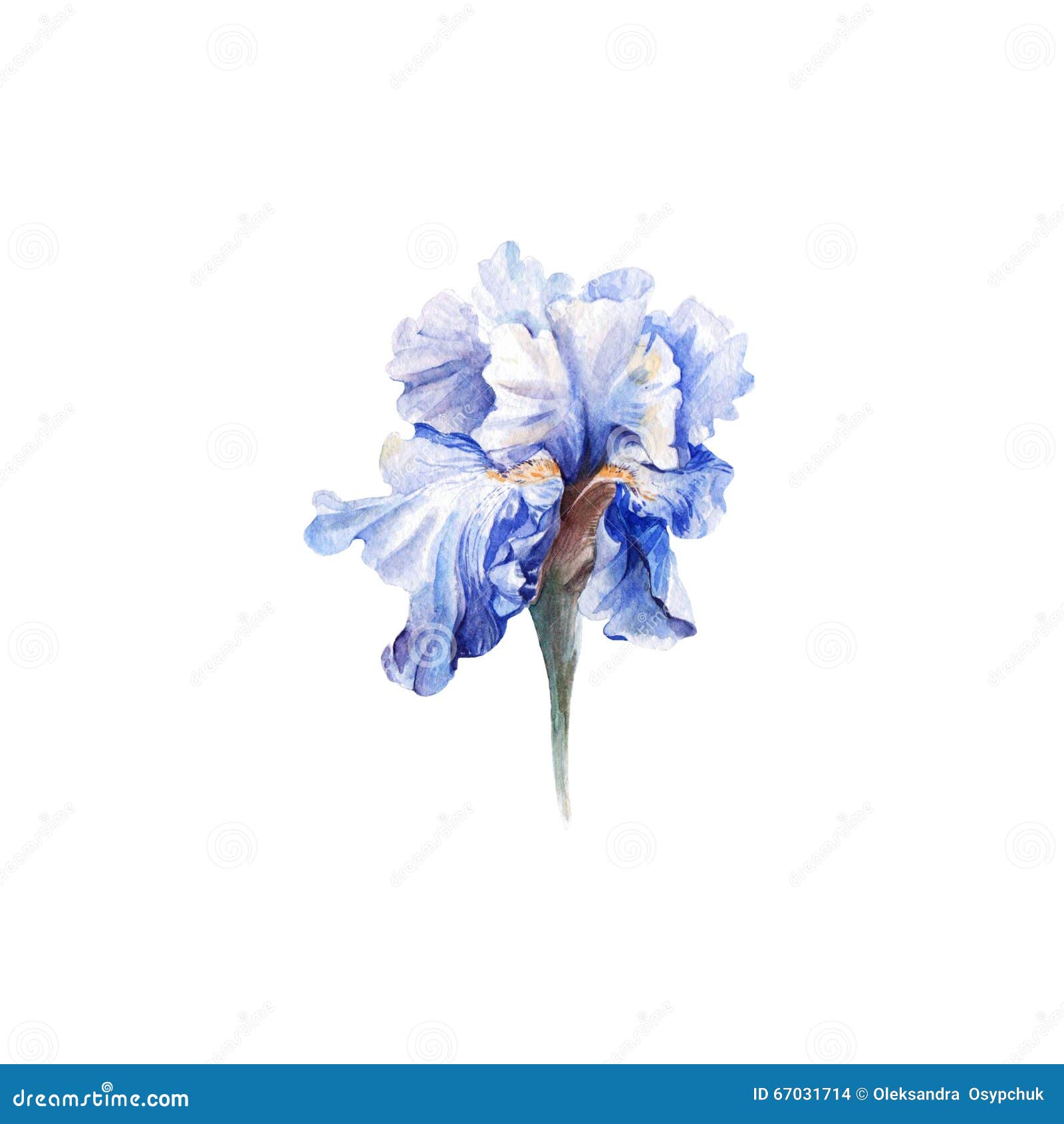 Watercolor Realistic Iris. Hand Drawing Stock Illustration ...