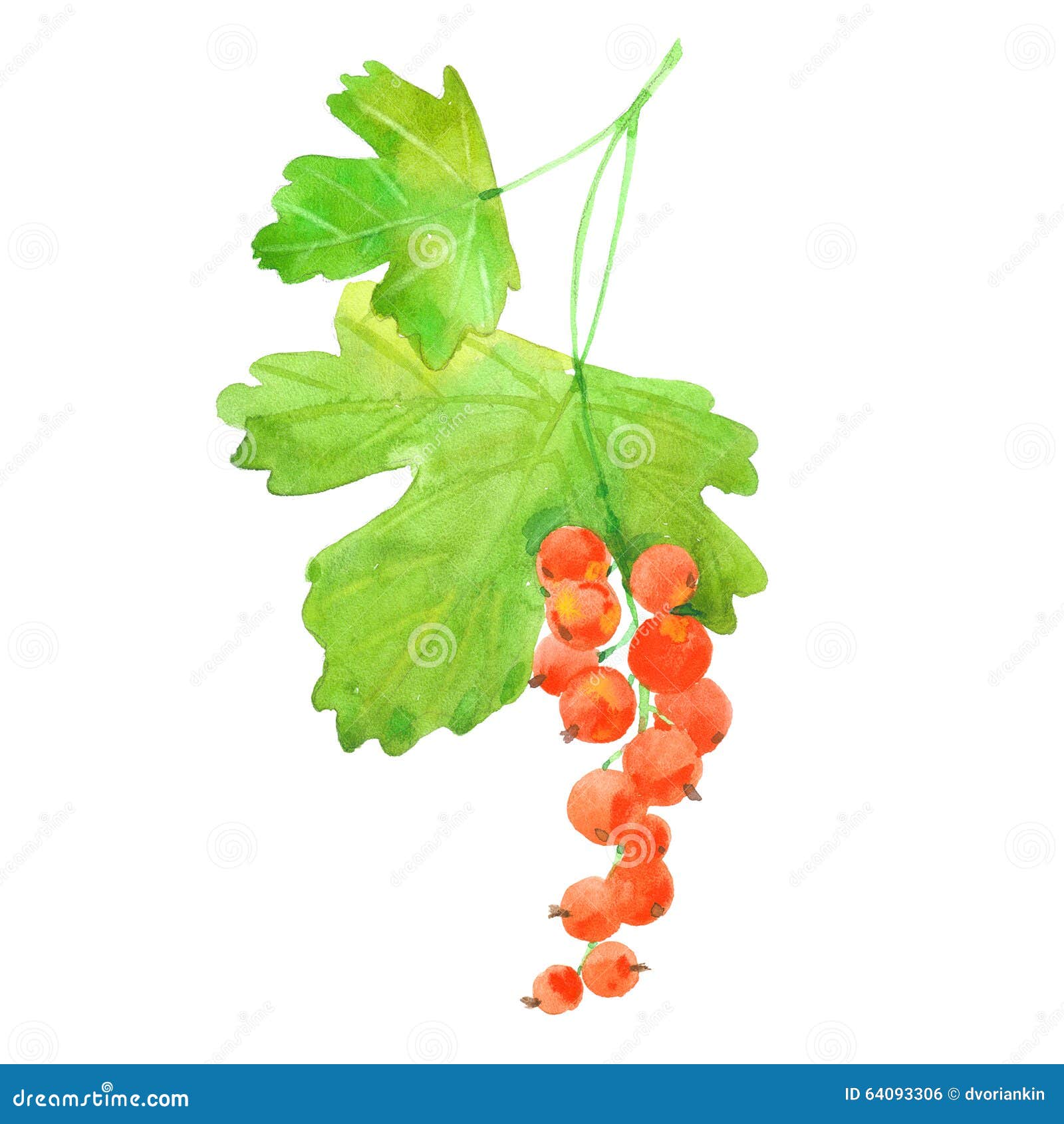 Watercolor red currant stock photo. Image of painted - 64093306