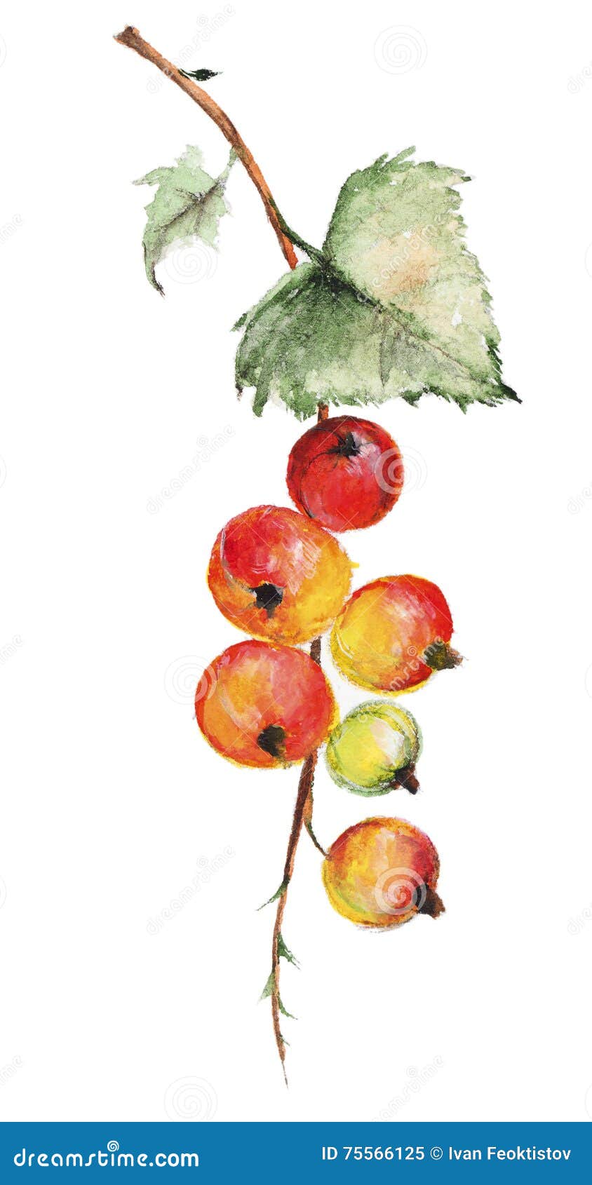 Watercolor red currants stock illustration. Illustration of currant ...