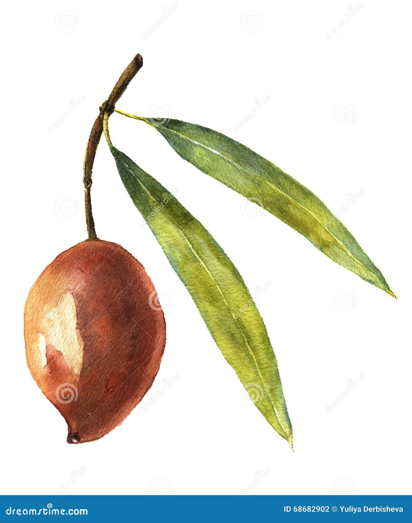 Watercolor red olive. stock illustration. Illustration of leaf - 68682902