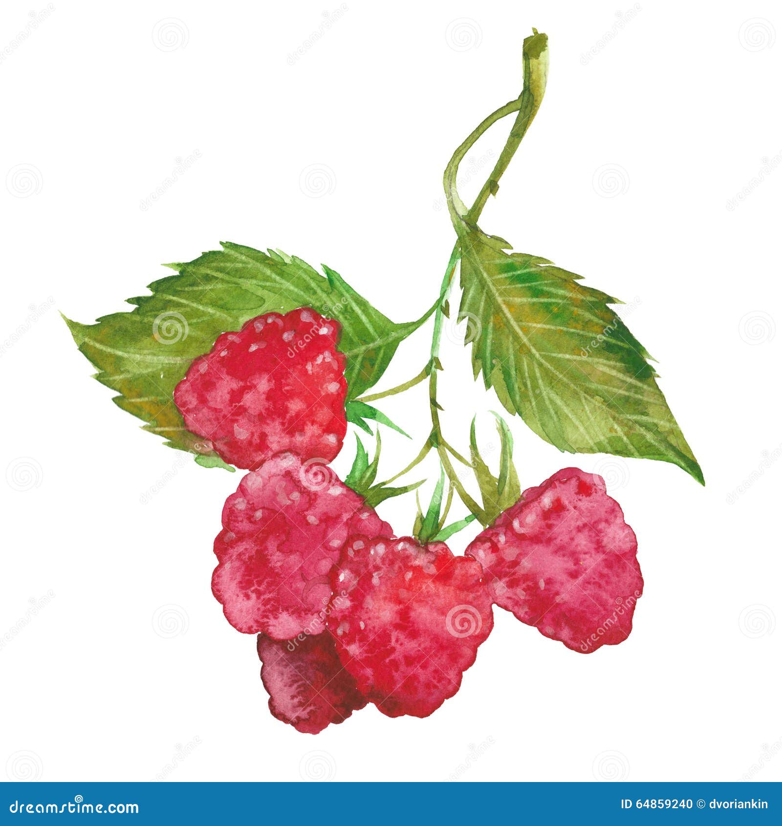 Watercolor Red Raspberry Stock Illustrations – 1,873 Watercolor Red ...