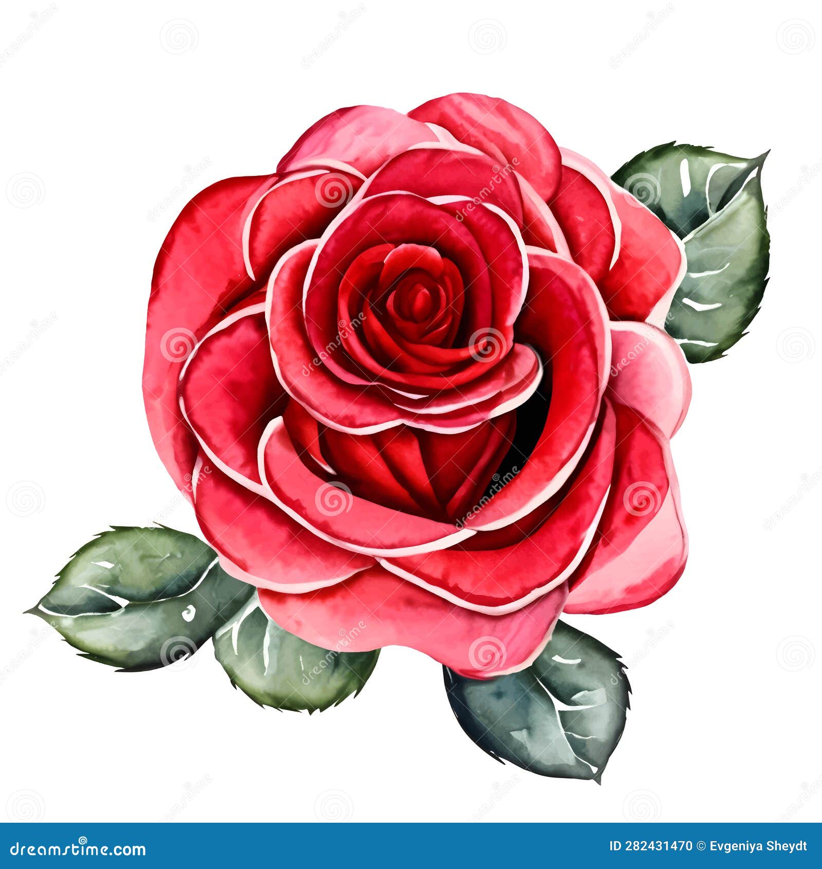 Watercolor Red Rose Head Isolated on White Background Vector Stock ...