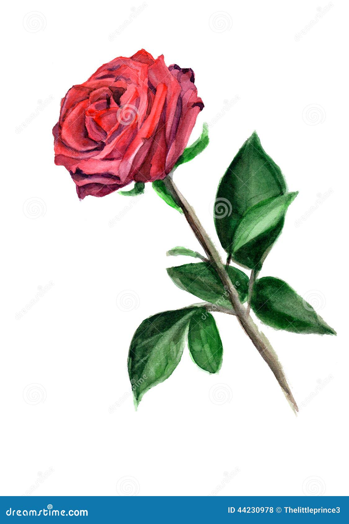 Watercolor red rose stock illustration. Illustration of background ...