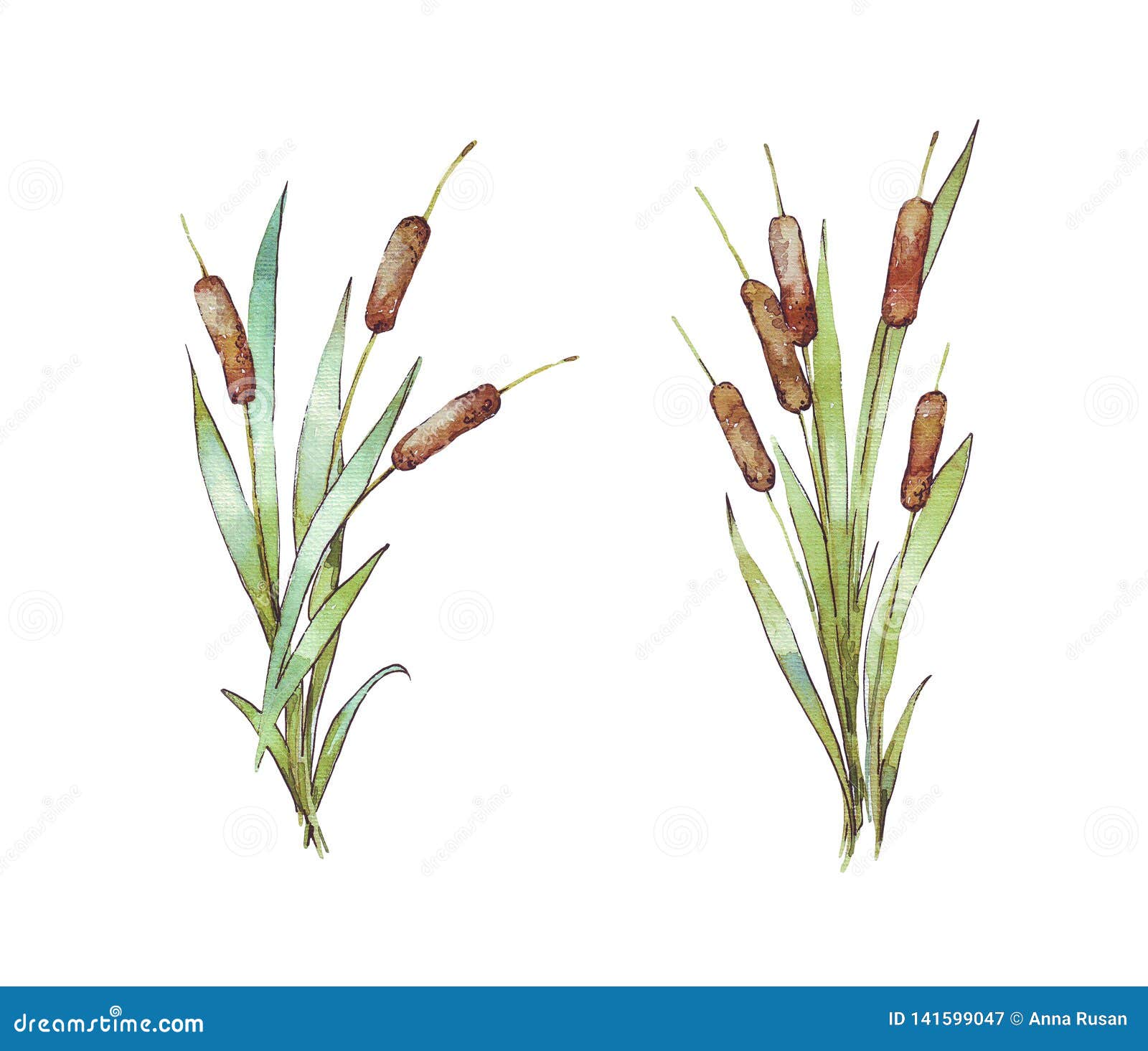 Watercolor Reeds with Leaves Stock Illustration - Illustration of white ...