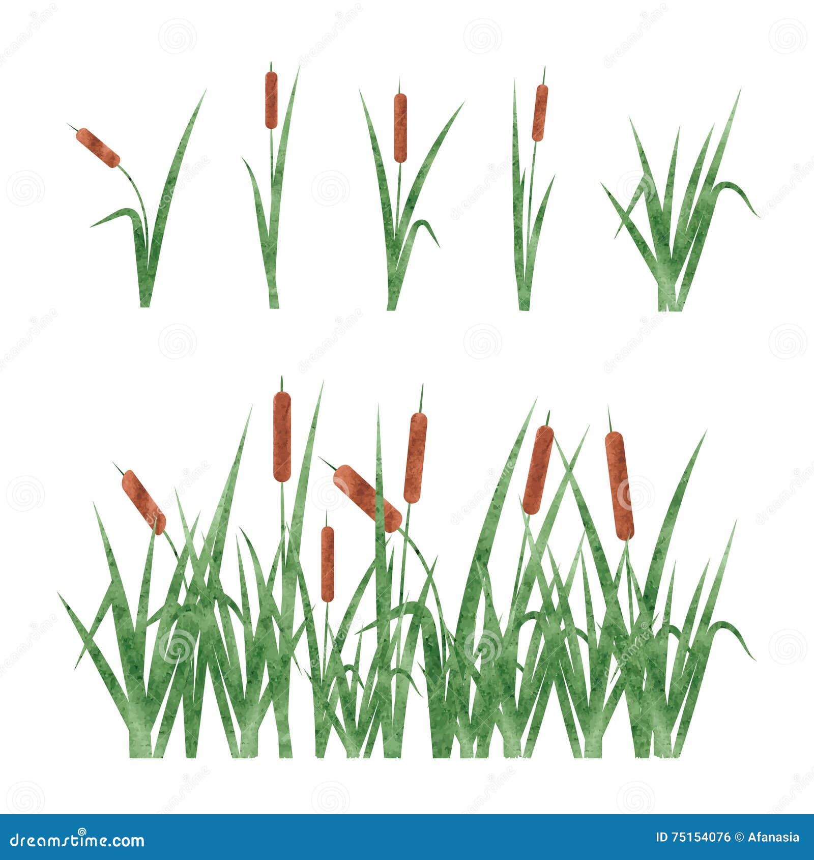 Watercolor Reeds Set. Vector Illustration | CartoonDealer.com #75154076