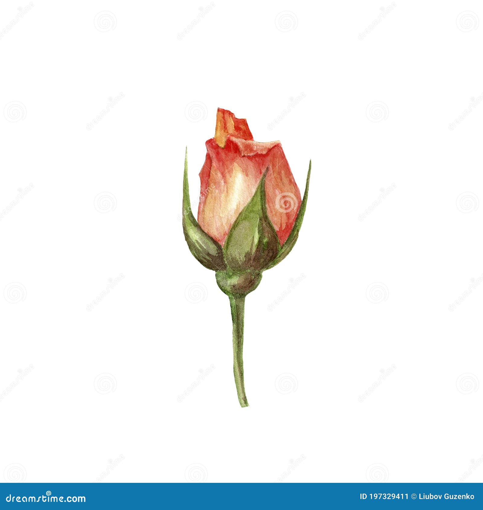 Watercolor rose Bud stock image. Image of beauty, colour - 197329411