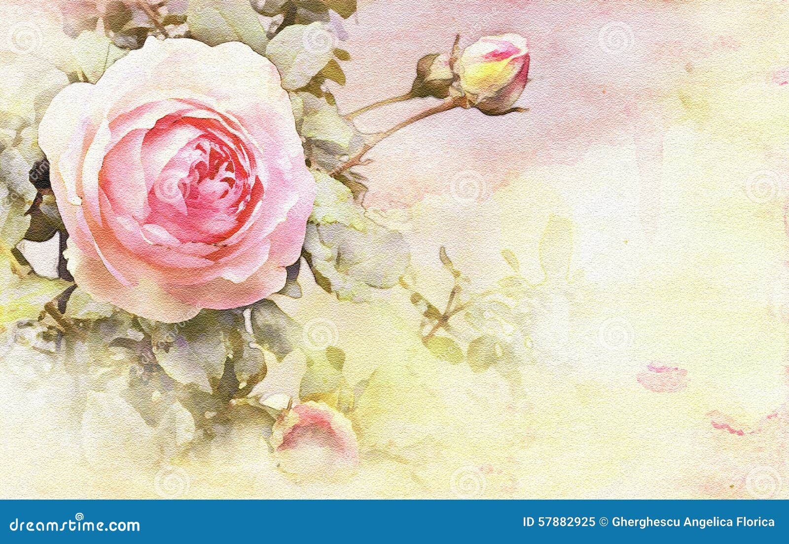 Watercolor rose background stock illustration. Illustration of card ...