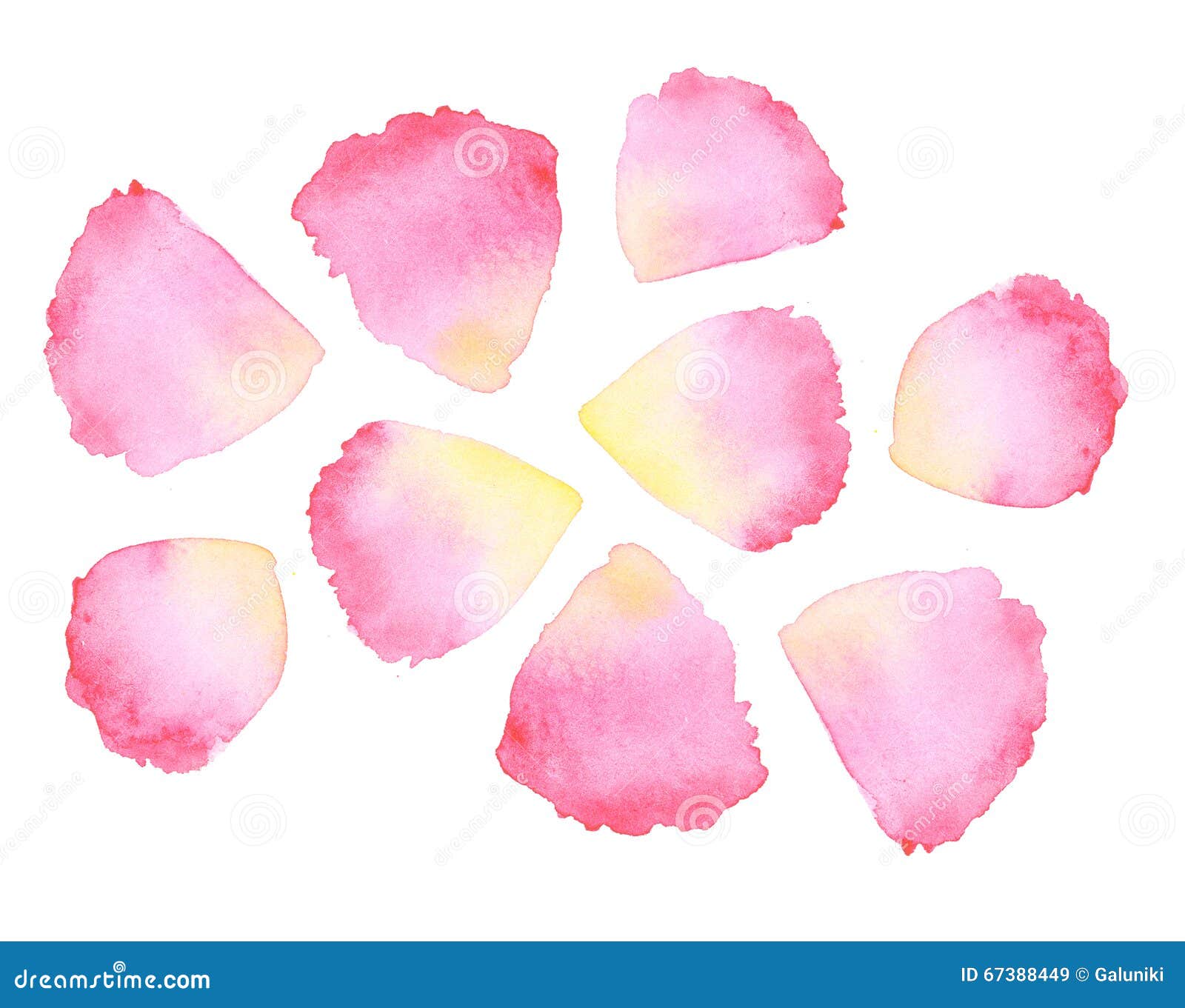 Watercolor rose petal stock illustration. Illustration of pastel - 67388449