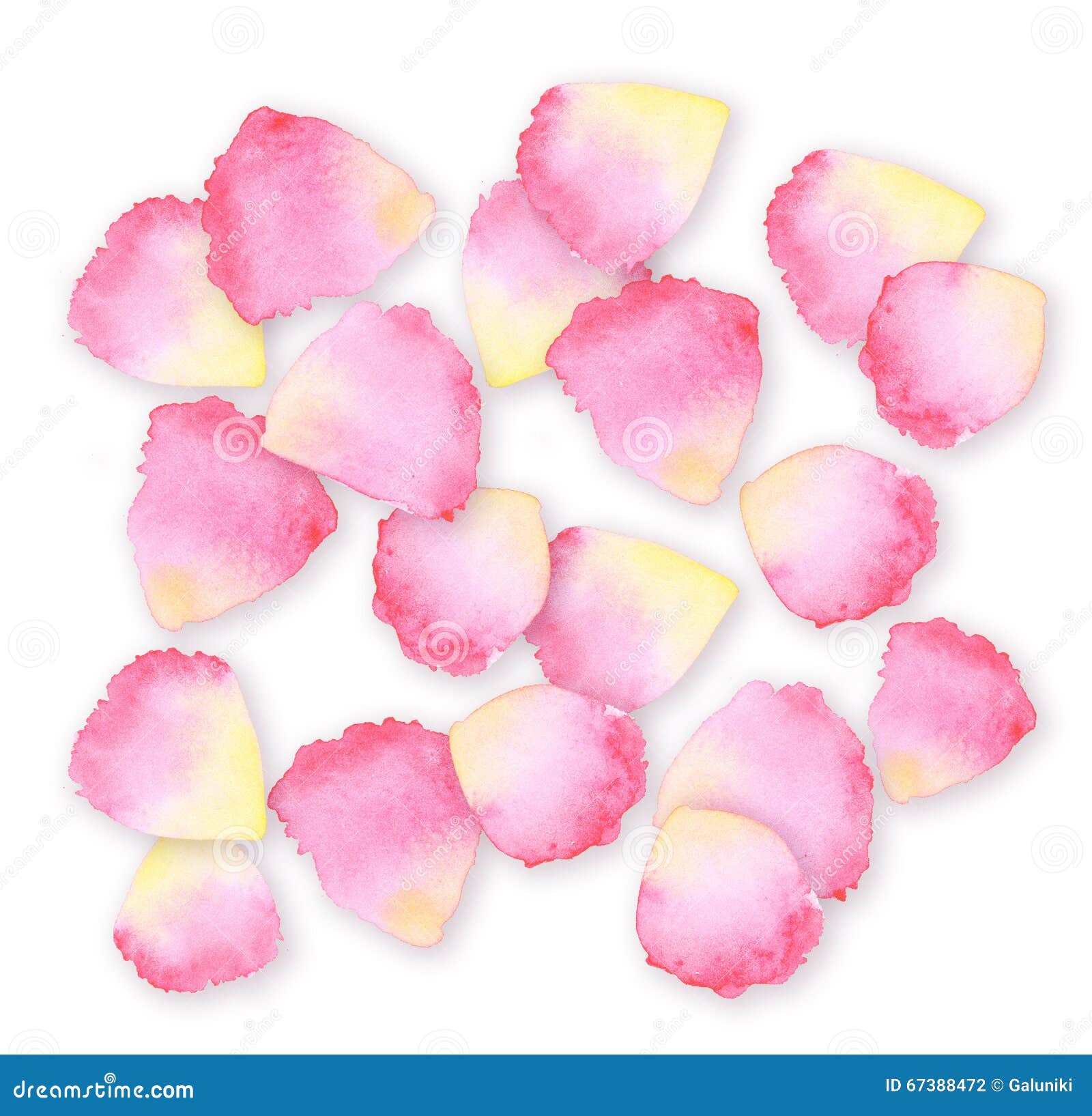 Watercolor Rose Petal Design Element. Stock Photo - Image of natural ...