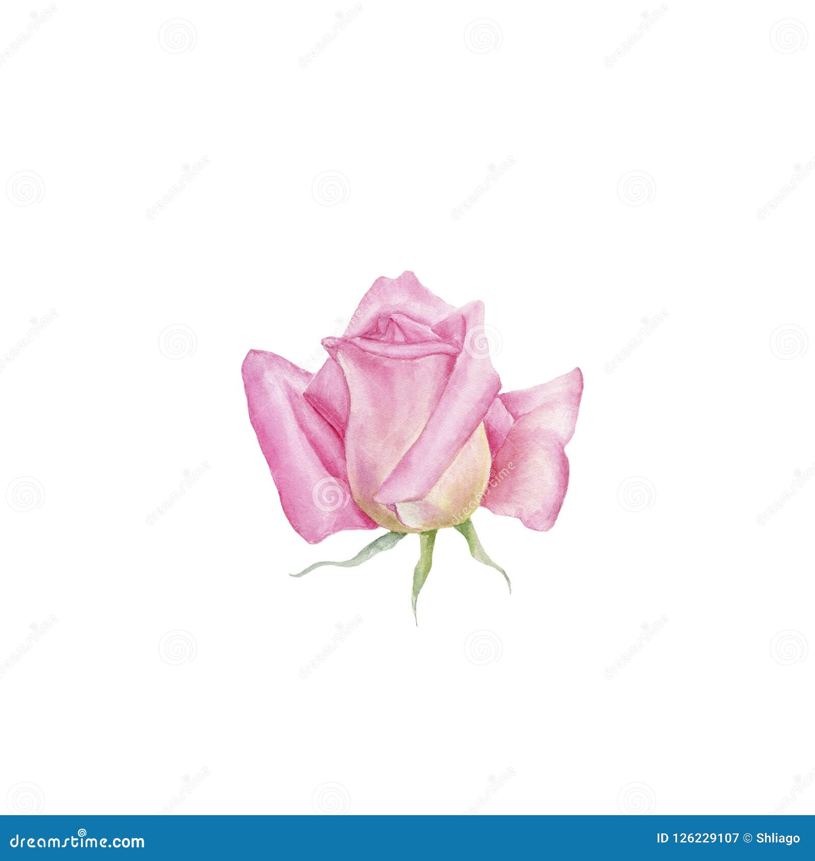 Watercolor Rose Viewed from a Side Isolated on White Background ...