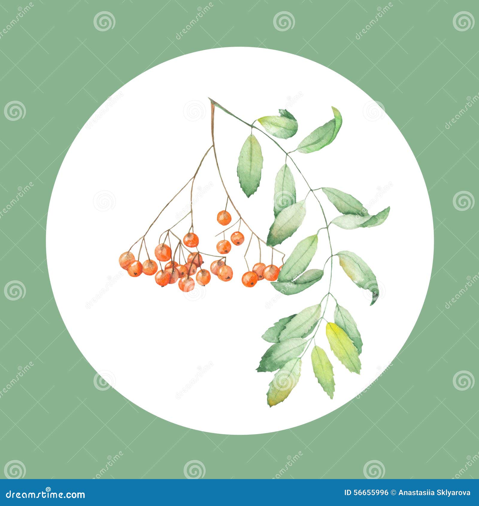 Watercolor rowan stock illustration. Illustration of floral - 56655996