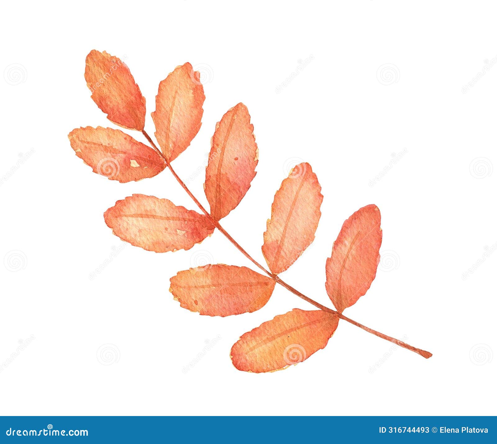 Watercolor Rowan Tree Leaf. Hand Drawn Autumn Isolated Illustration ...