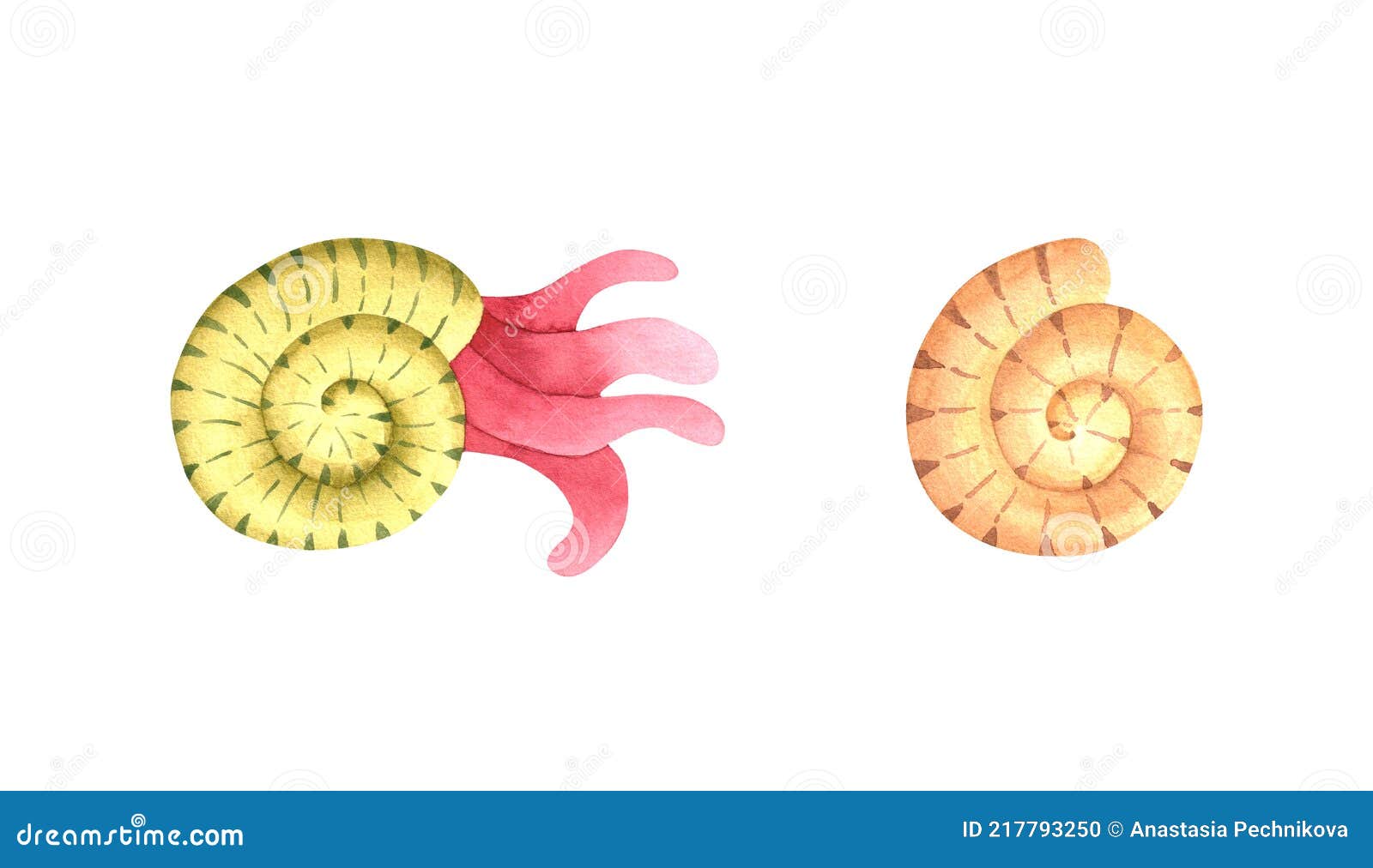 Watercolor Sea Shell Elements. Hand Drawn Illustration of Shellfish ...