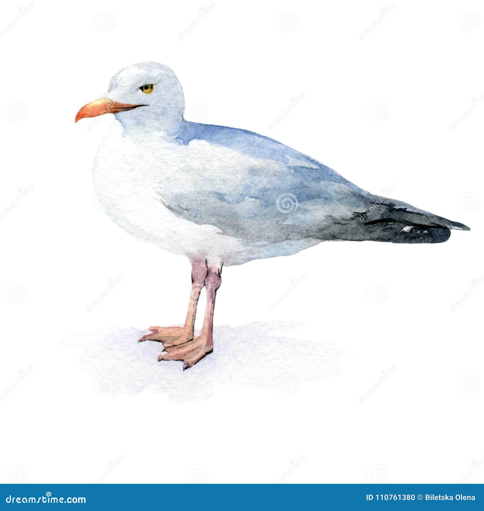 Watercolor Seagull Hand Drawn Illustration. Bird Illustration Royalty ...