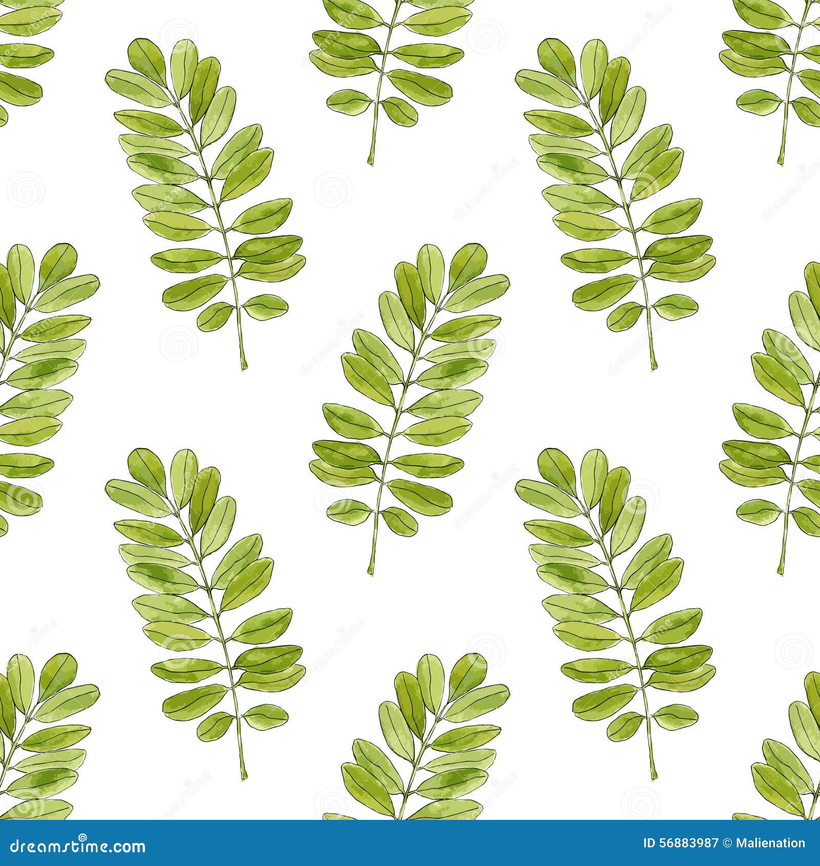 Watercolor Seamless Pattern with Acacia Leaves. Hand Drawn Vector ...