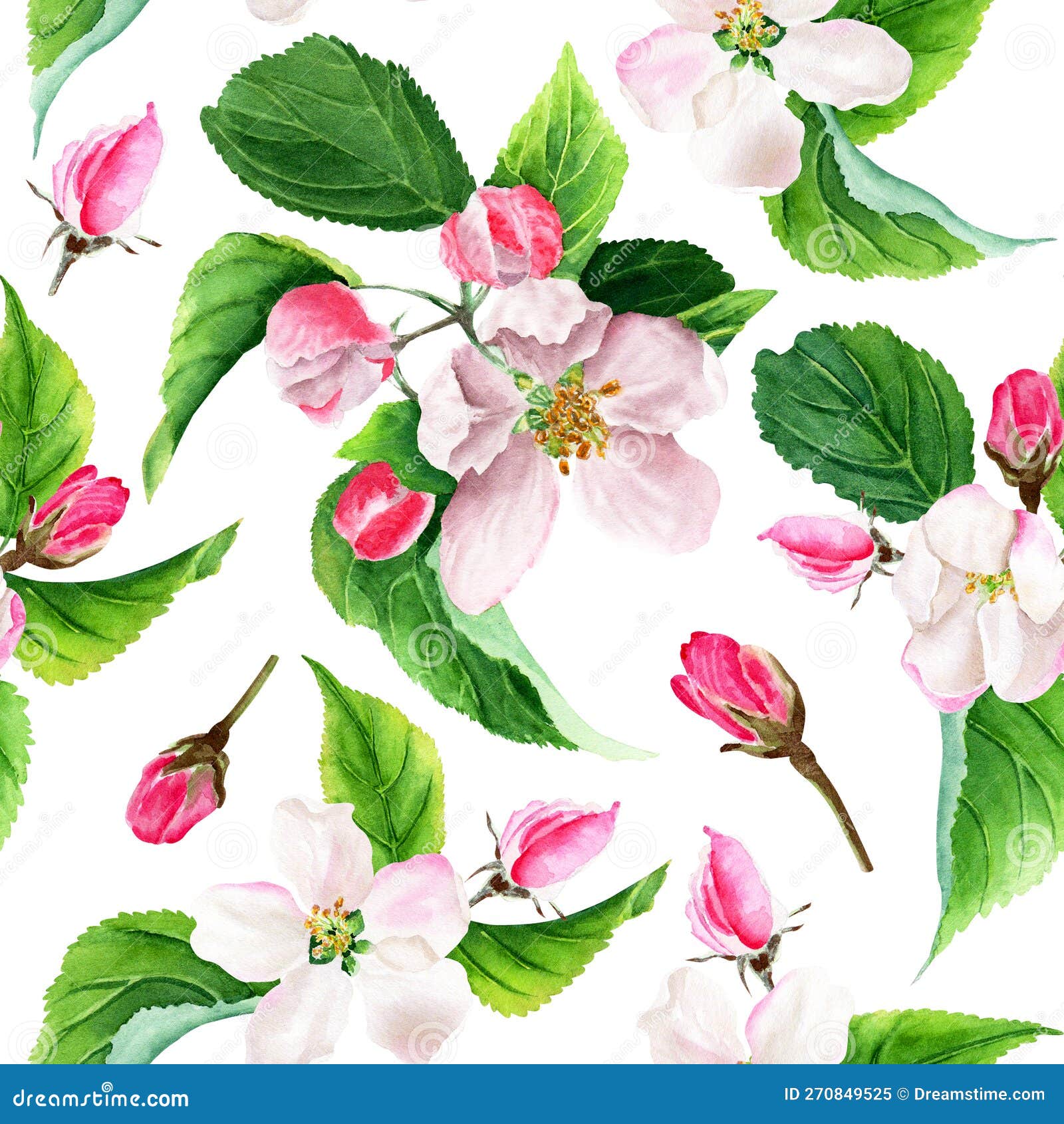 Watercolor Seamless Pattern with Apple Tree Blooms. Isolated on White ...